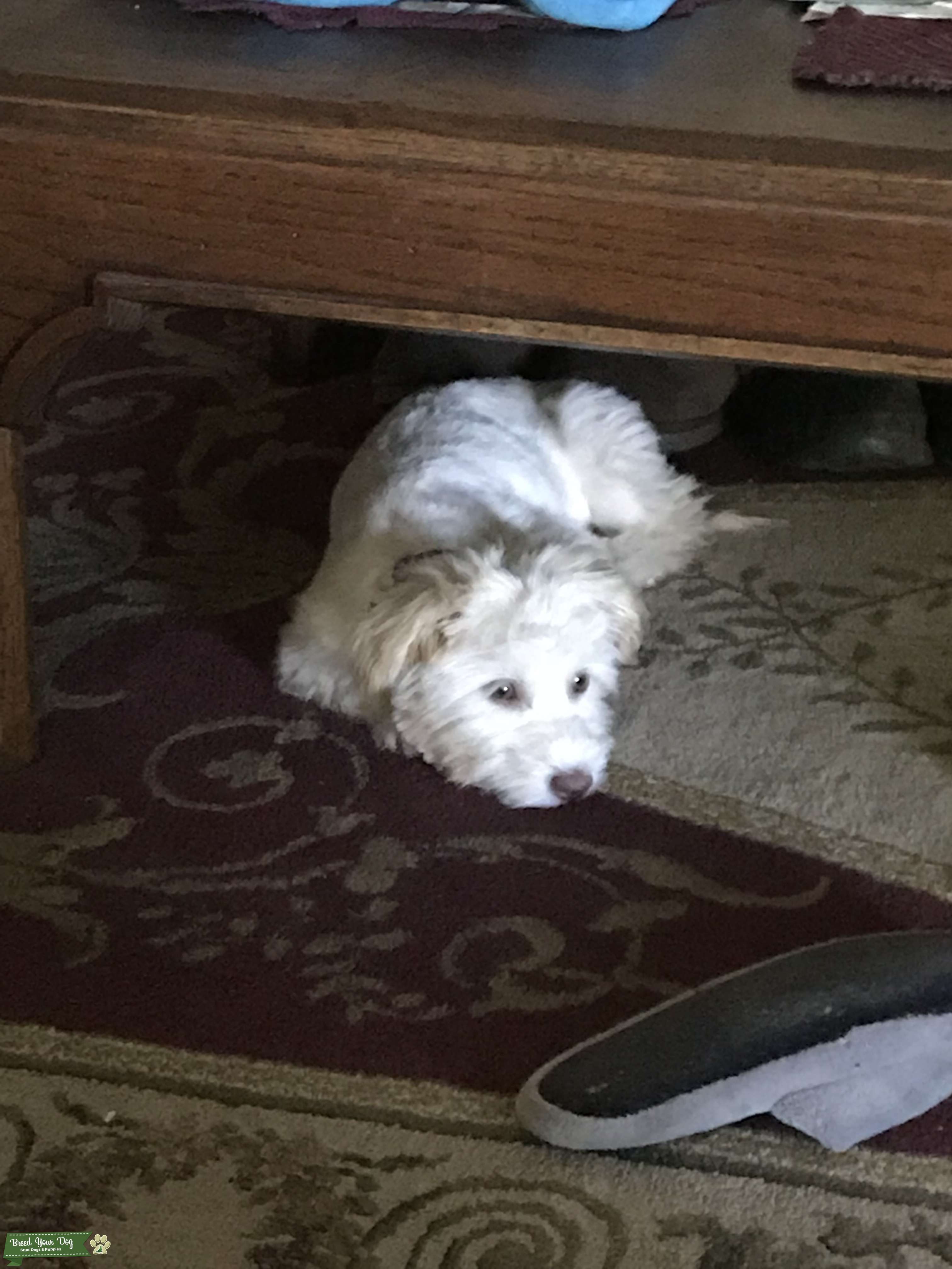 Female - Stud Dog Riverside - Breed Your Dog