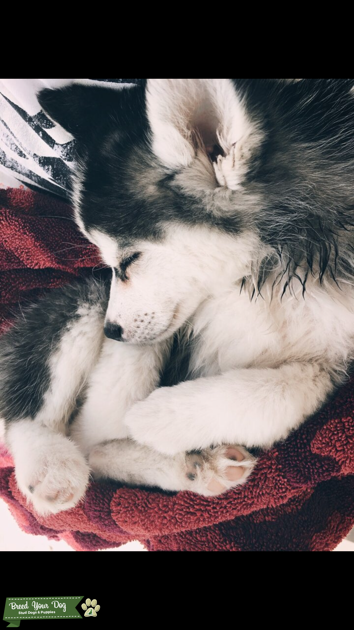 Female pomsky - Stud Dog in Arizona , United States | Breed Your Dog