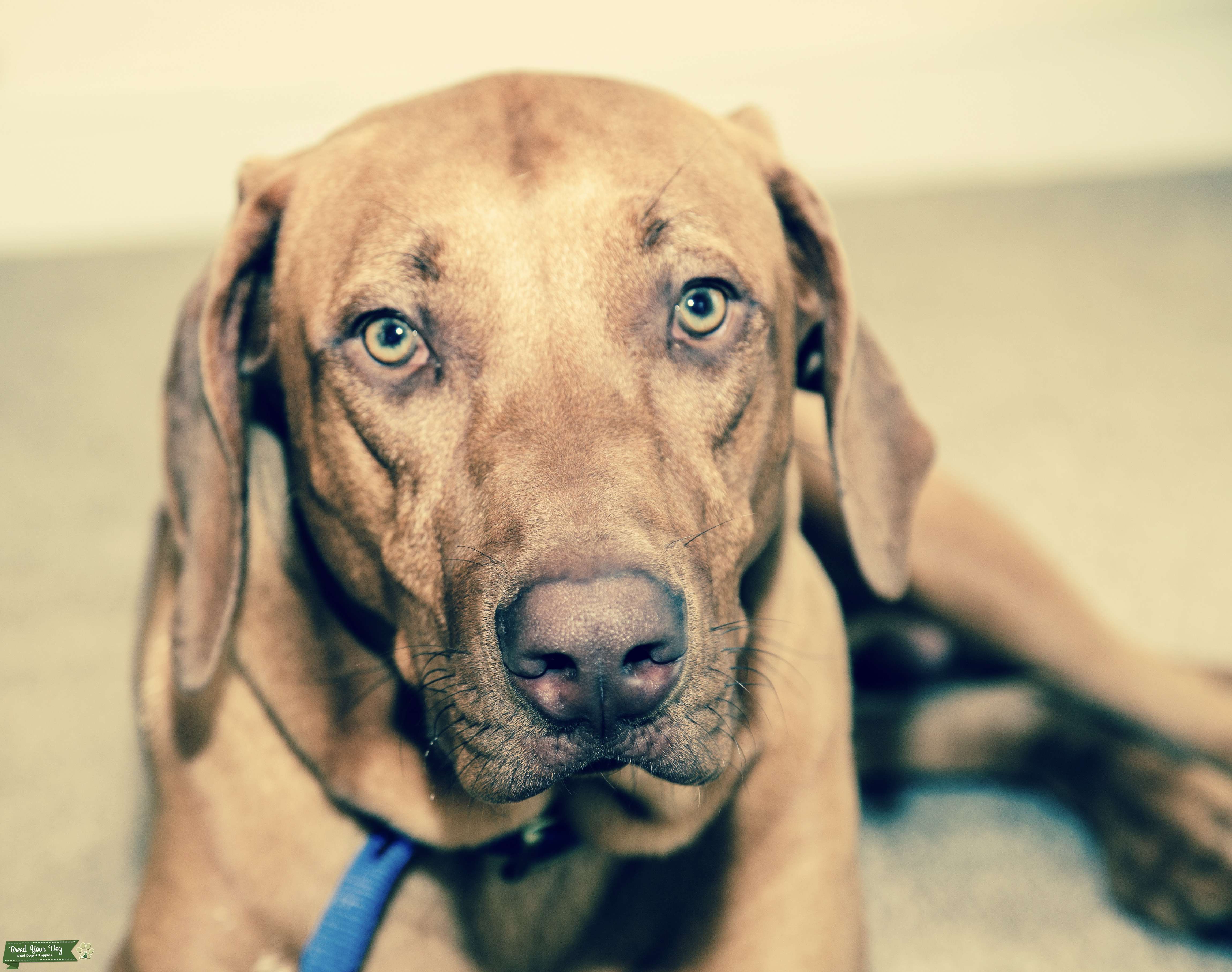 Handsome liver nose green eyes ridgeback - Stud Dog in Leicestershire ...