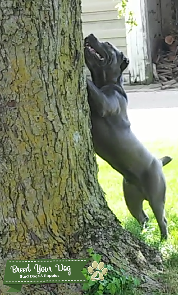 Purebred Blue Cane Corso Stud $1500 stud fee - Stud Dog in Ohio, the ...