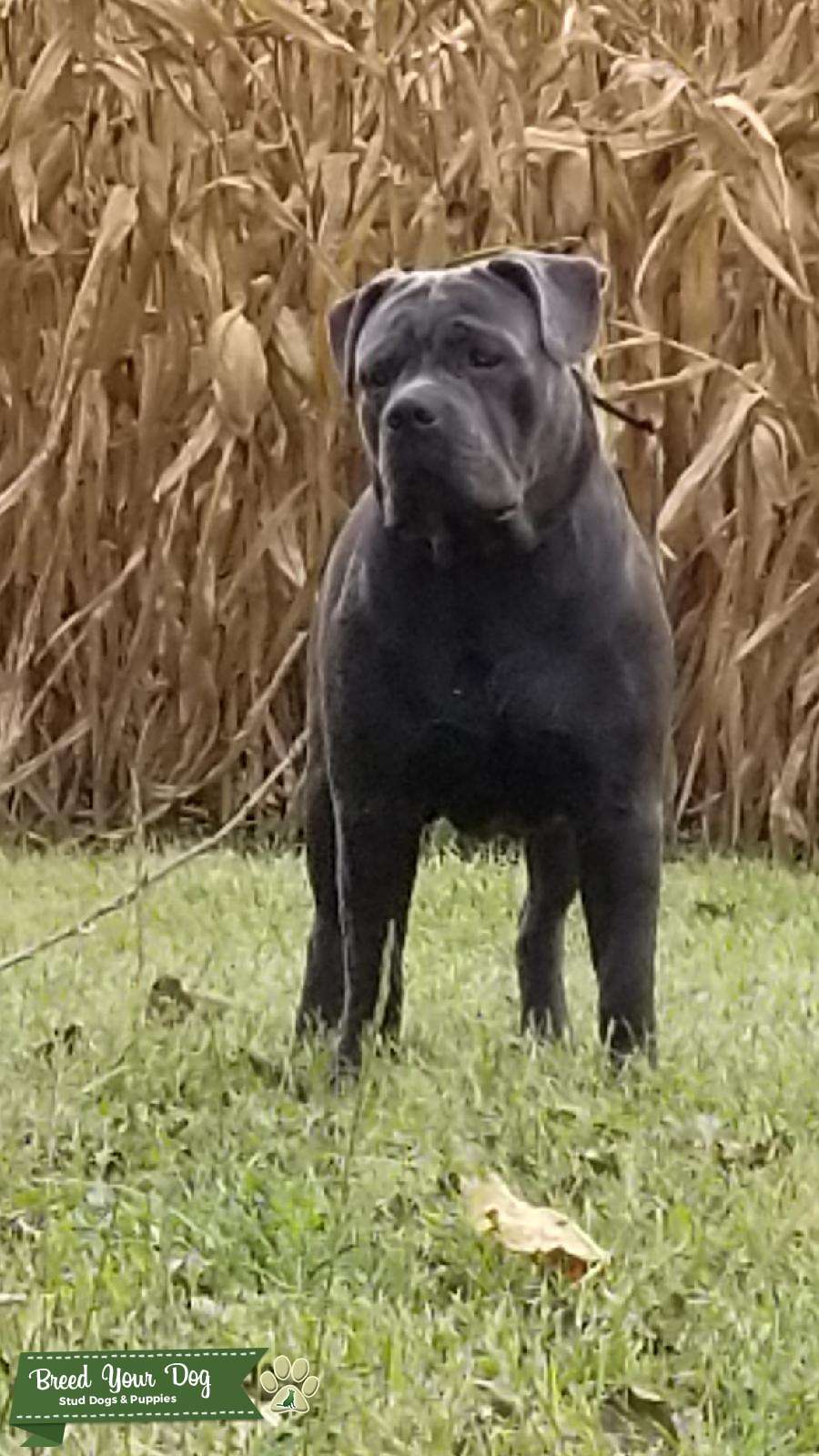 Purebred Blue Cane Corso Stud $1500 stud fee - Stud Dog in Ohio, the ...