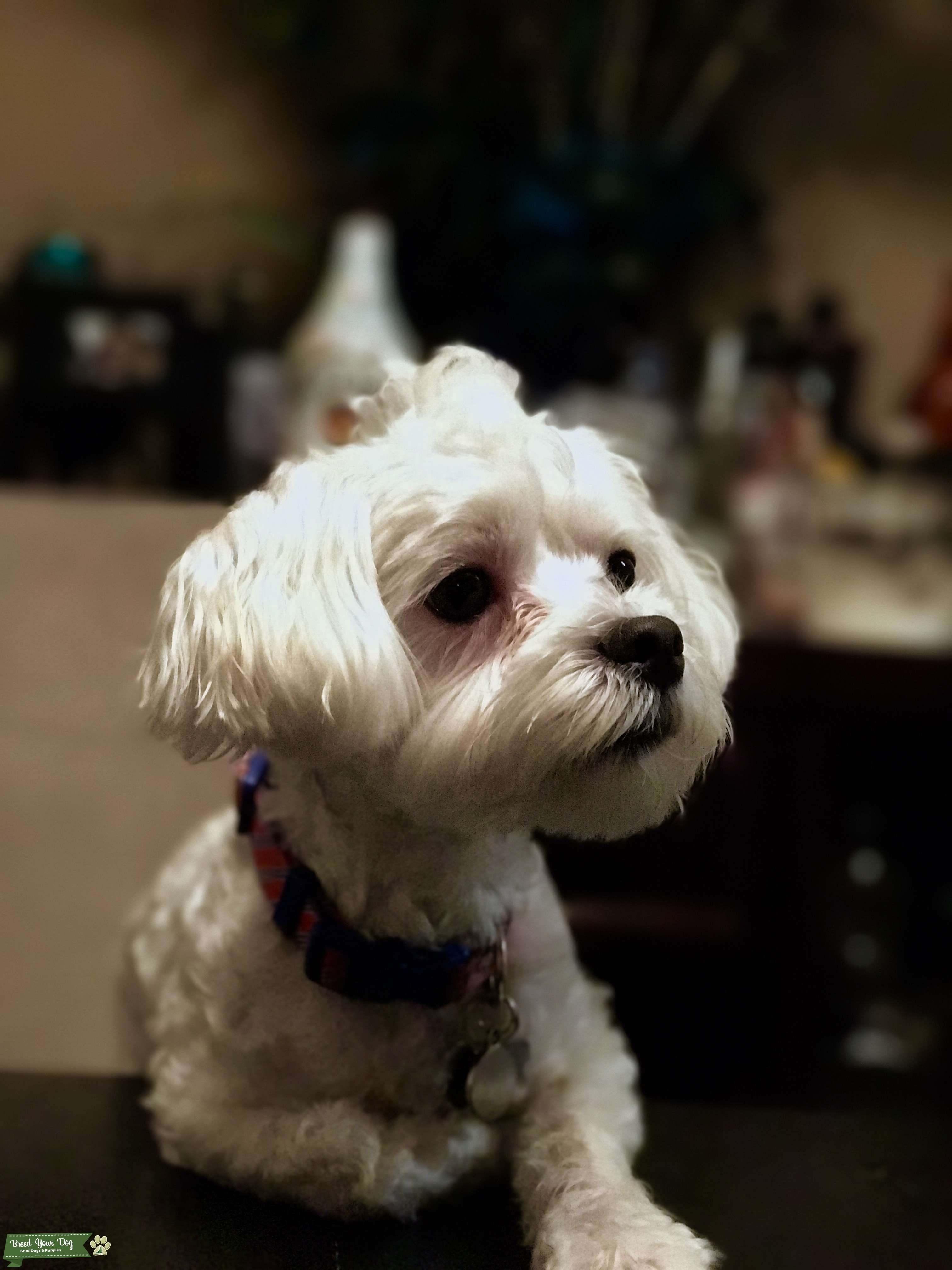 White Pure Bread Maltese - Stud Dog in Sarasota, the United States ...