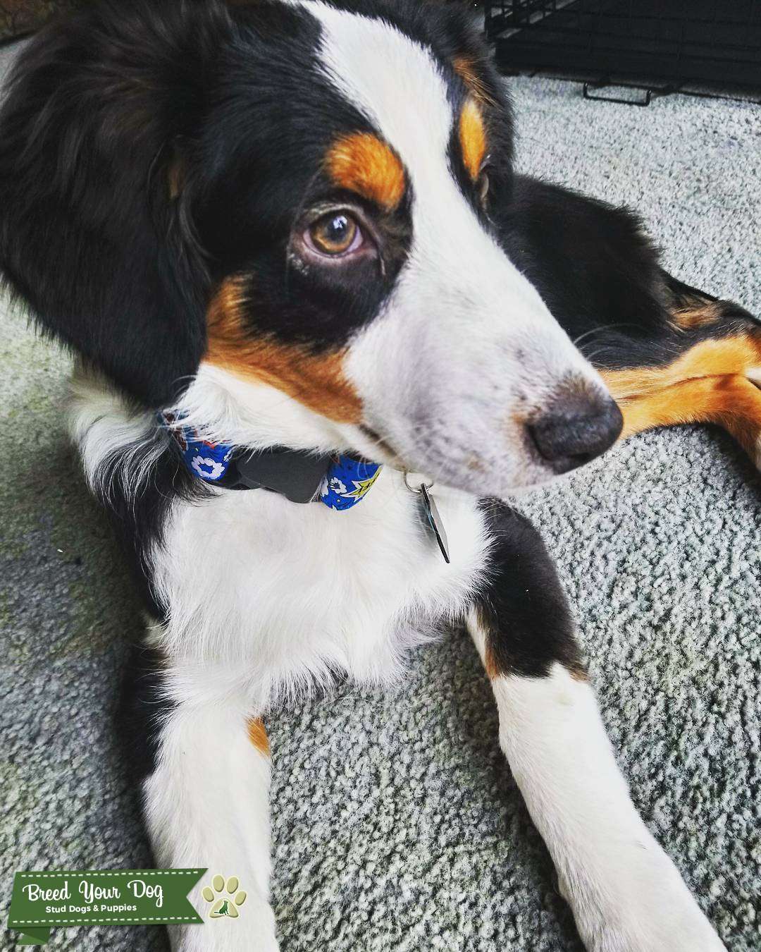 Australian Shepherd stud Looking for Female Breeding partner - Stud Dog ...