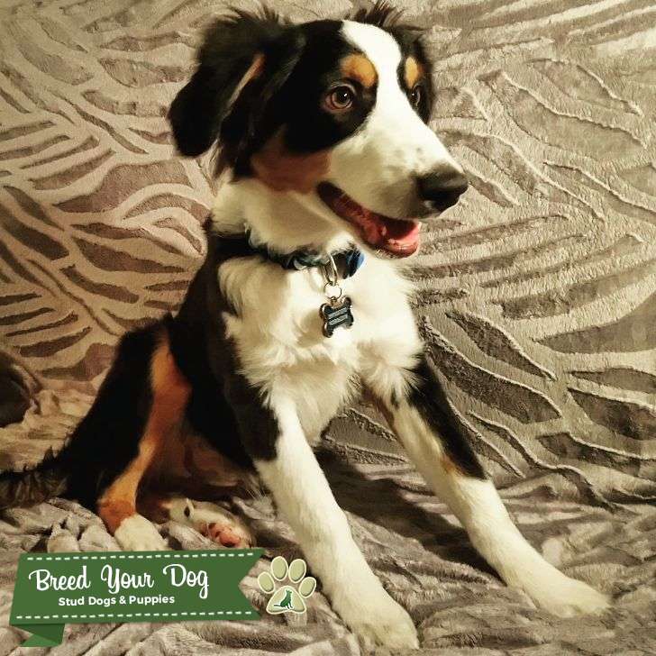 Australian Shepherd stud Looking for Female Breeding partner - Stud Dog ...