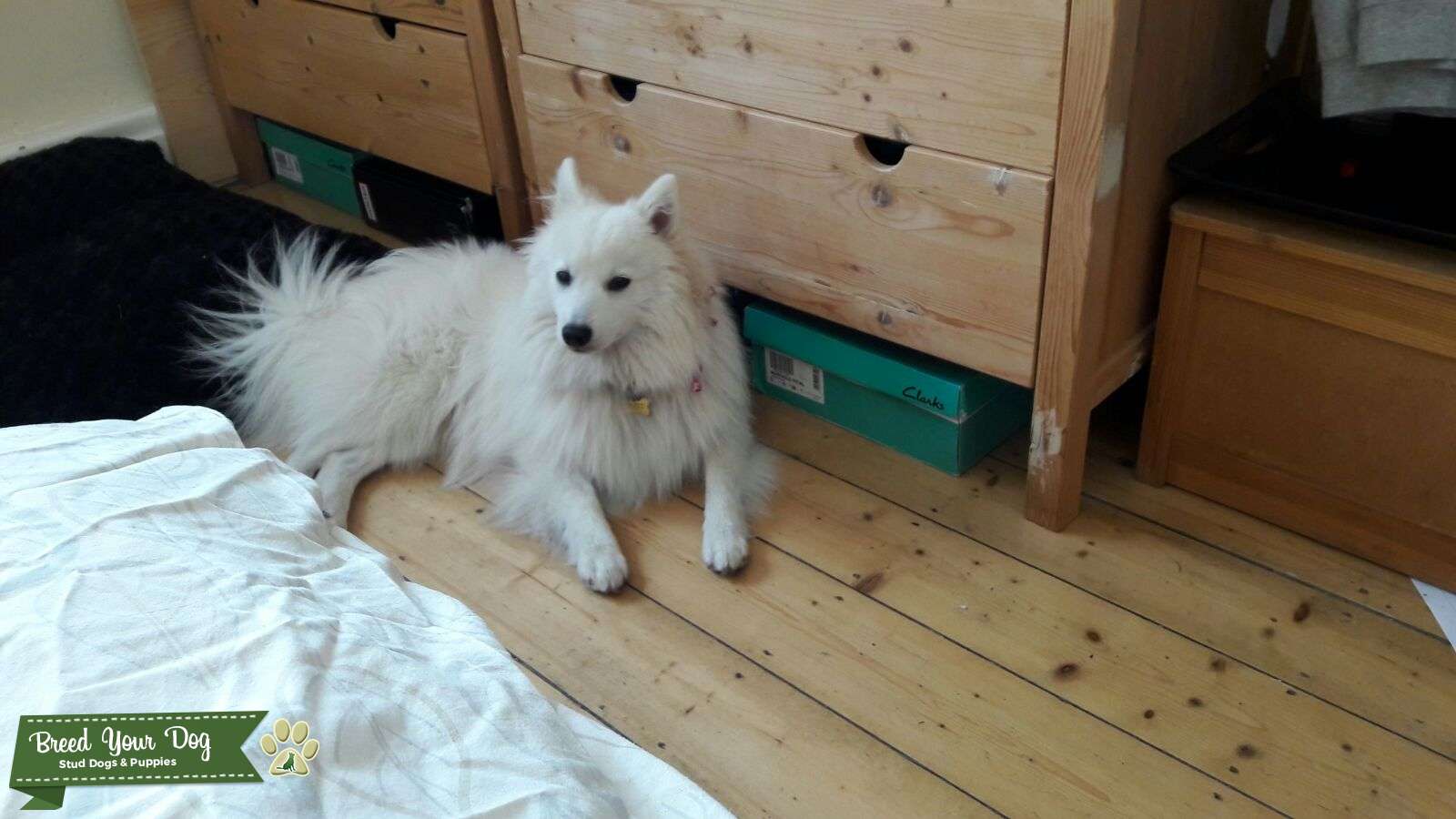 Beautiful Male Japanese Spitz ready to stud, 5 Generation Pedigree ...