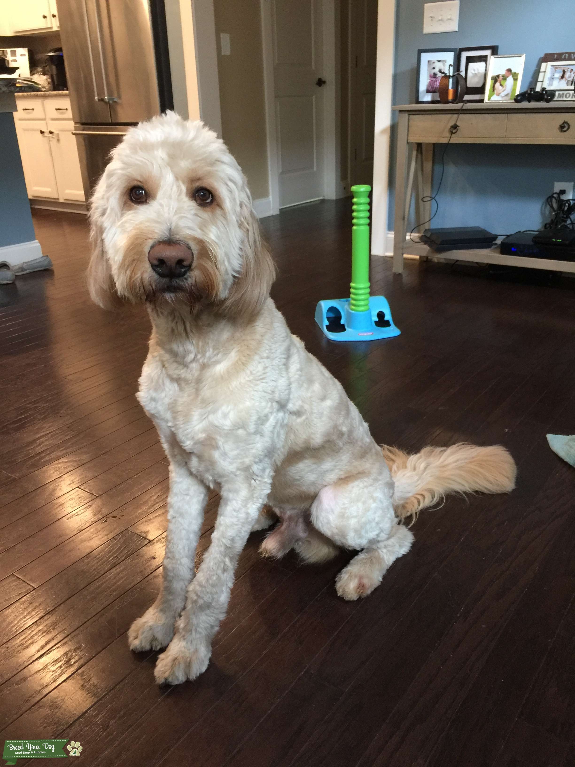 2 Year Old Stud Goldendoodle Stud Dog Tennessee Breed Your Dog 2-year-old-stud-goldendoodle-stud-dog-tennessee-breed-your-dog
