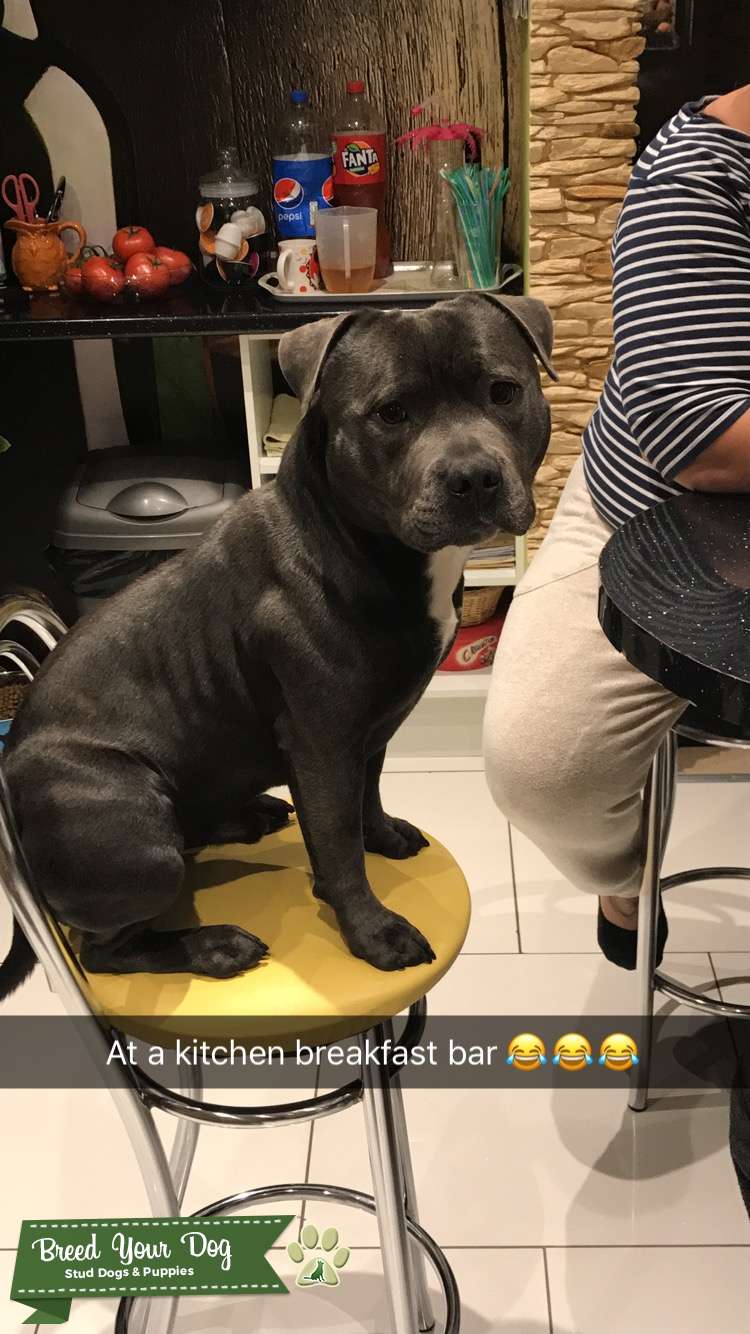 Blue Kc Staffy For Stud - Stud Dog in West Midlands, United States ...