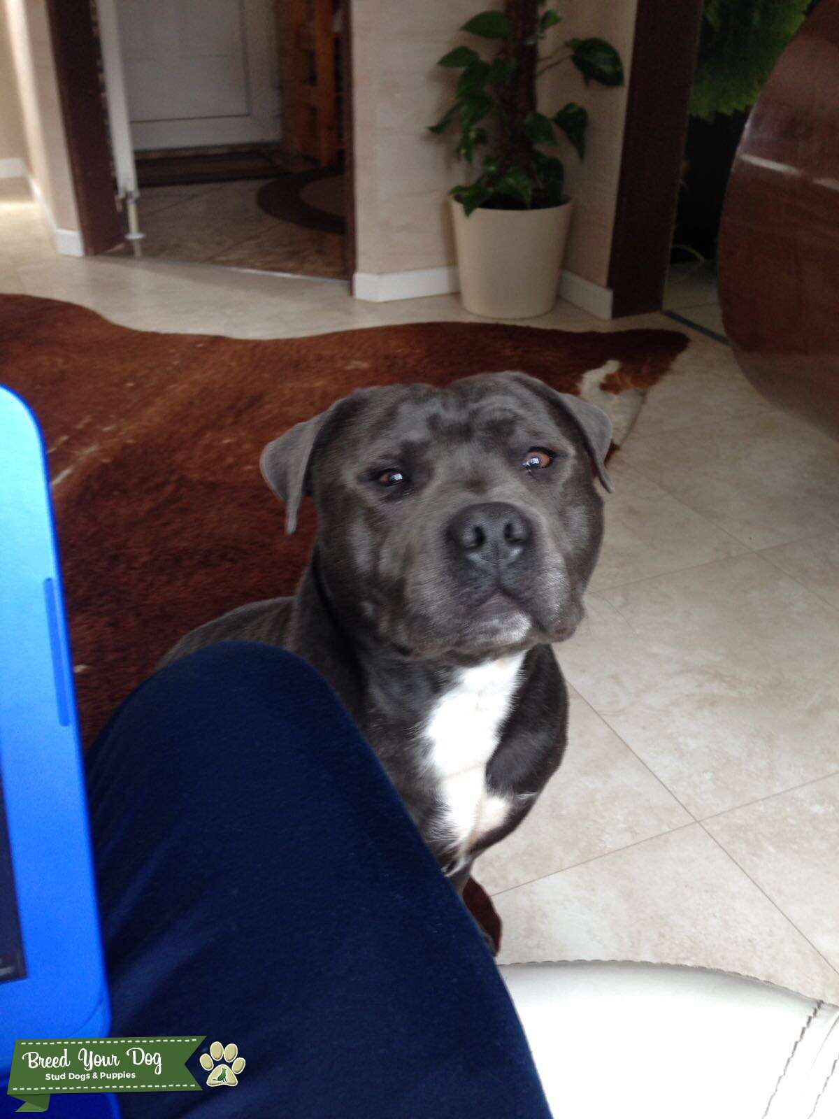 Blue Kc Staffy For Stud - Stud Dog in West Midlands, United States ...
