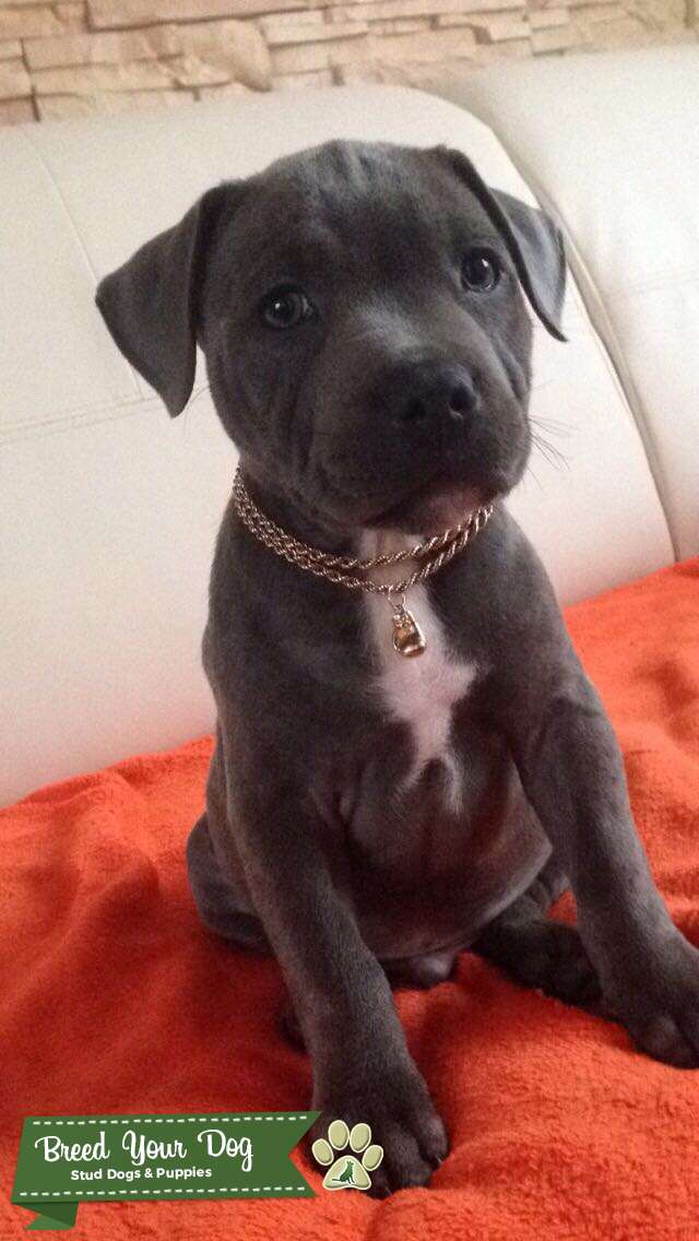 Blue Kc Staffy For Stud - Stud Dog in West Midlands, United States ...