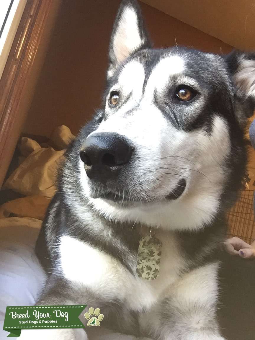 Male Alaskan Malamute AKC Certified Pure Breed - Stud Dog Connecticut ...