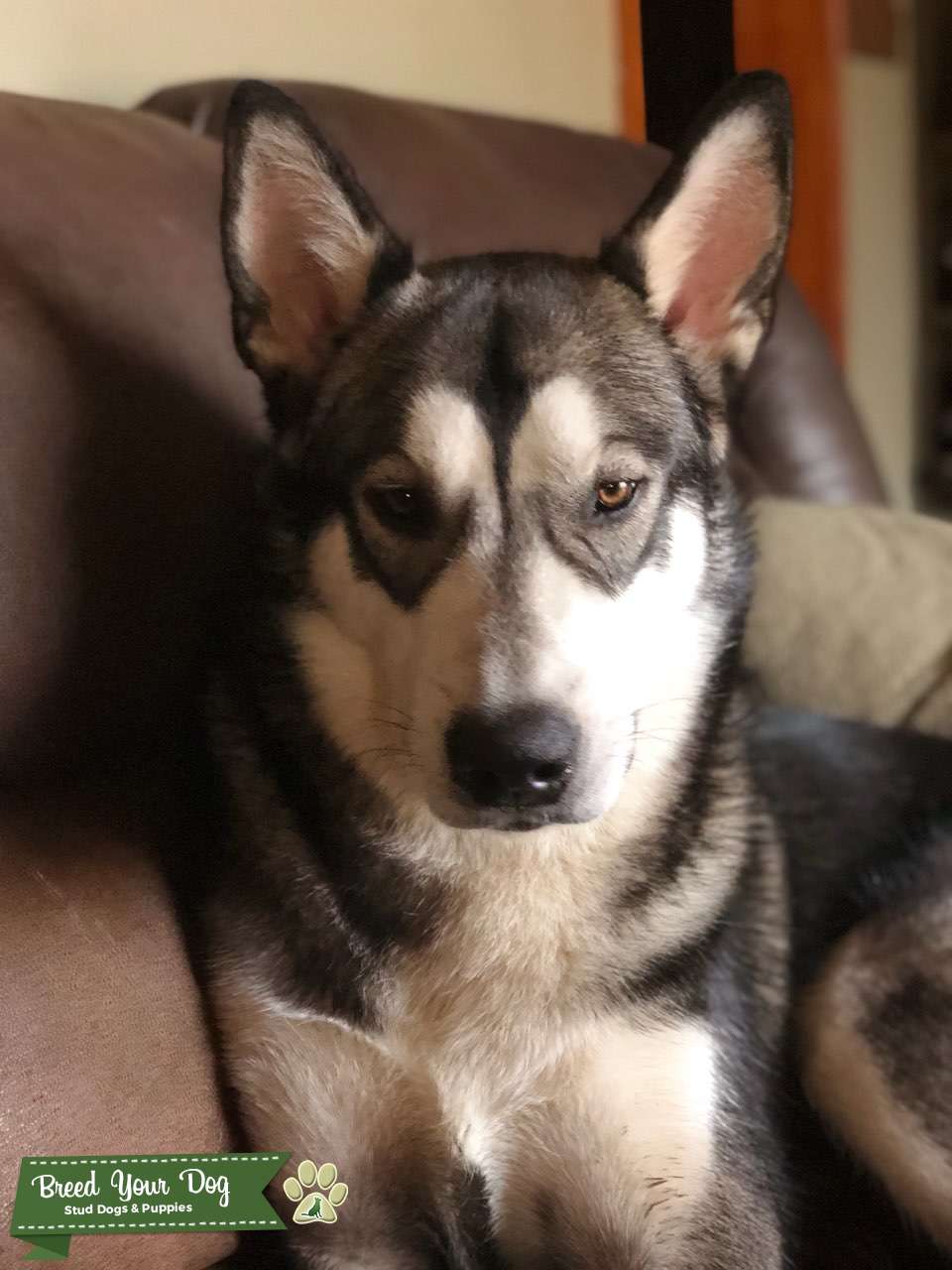 Male Alaskan Malamute AKC Certified Pure Breed - Stud Dog Connecticut ...