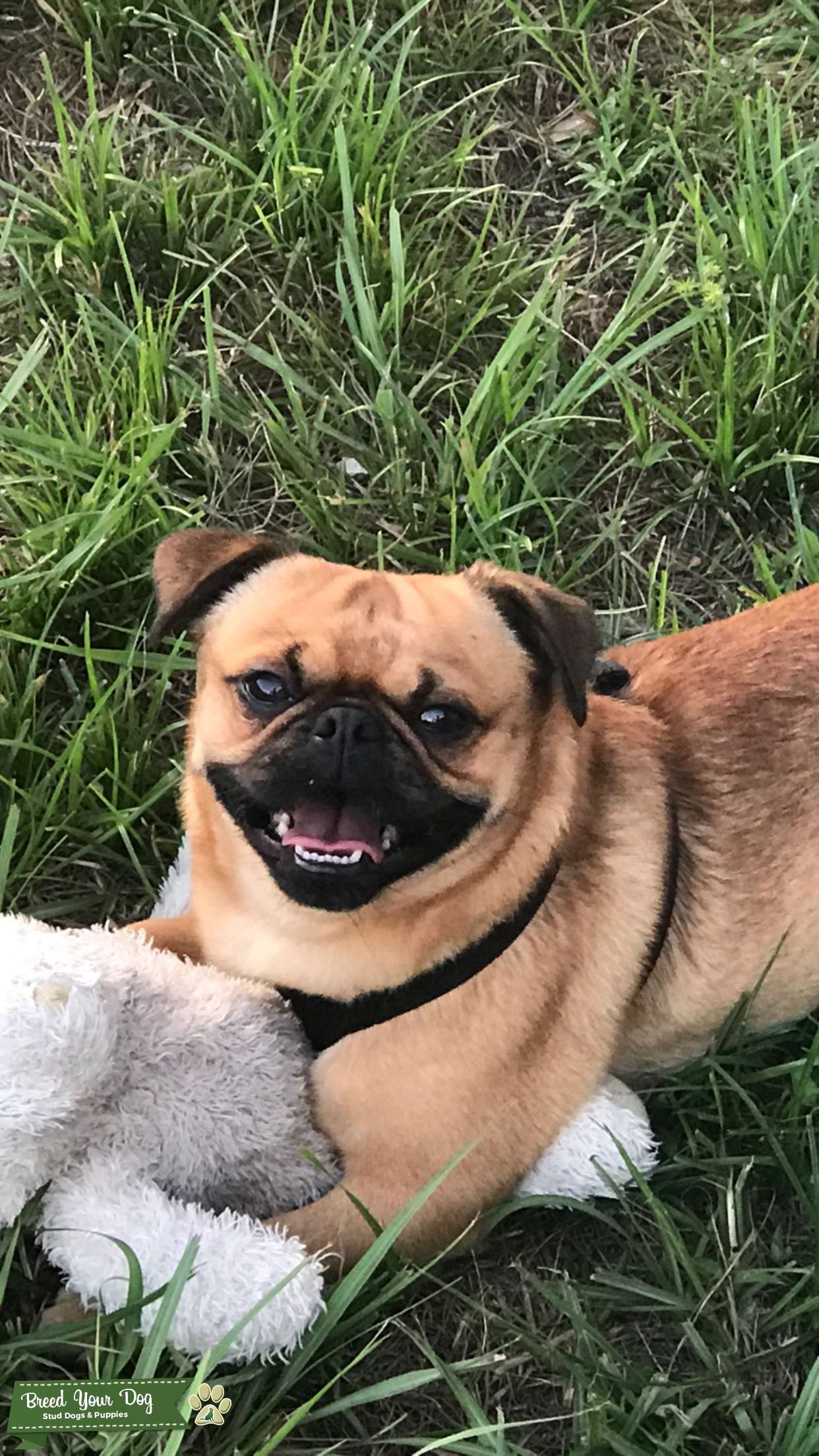 Stud Pug JR - Stud Dog Florida - Breed Your Dog