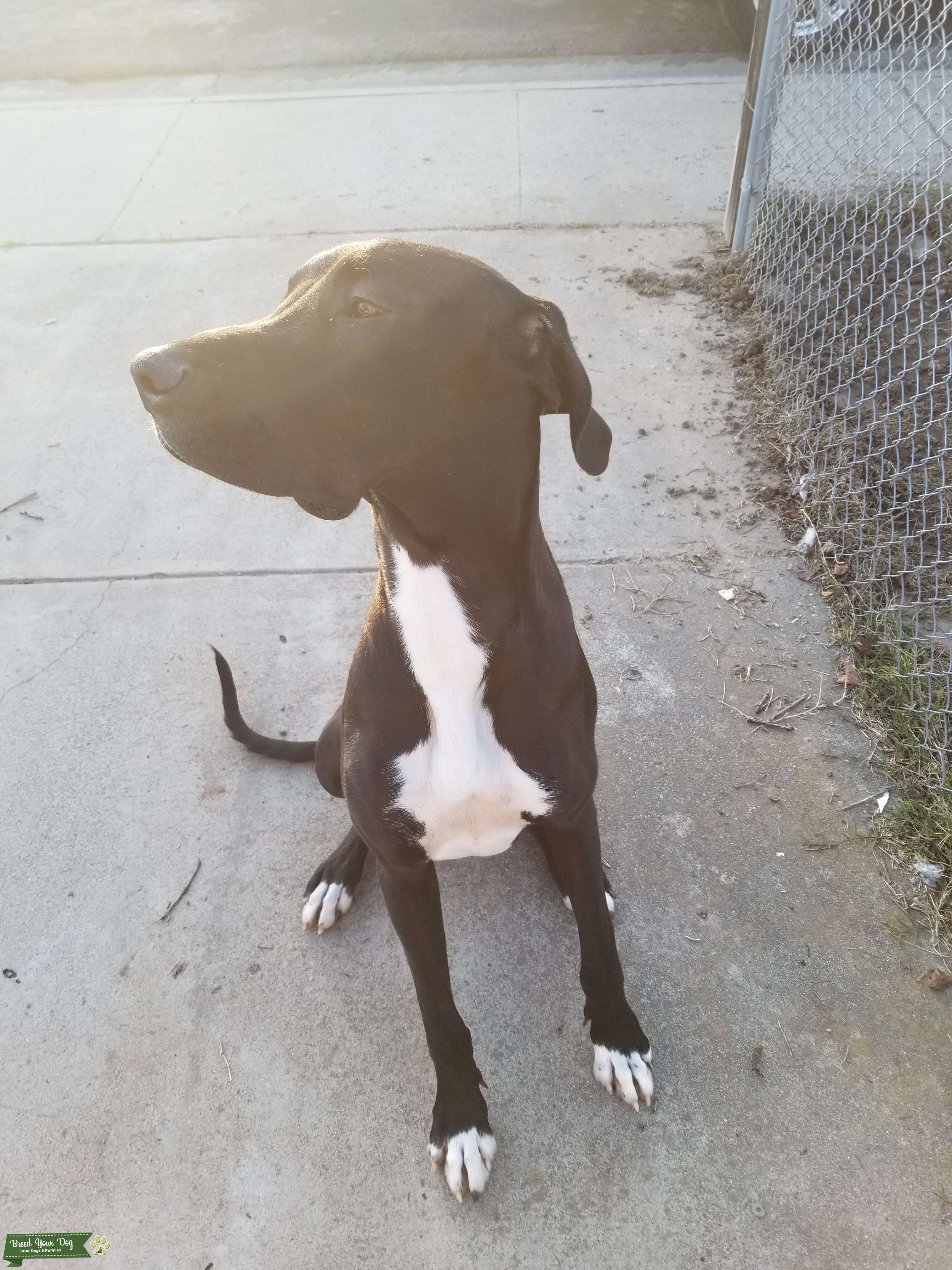 Great Dane Stud - Stud Dog in Northern California, the United States ...