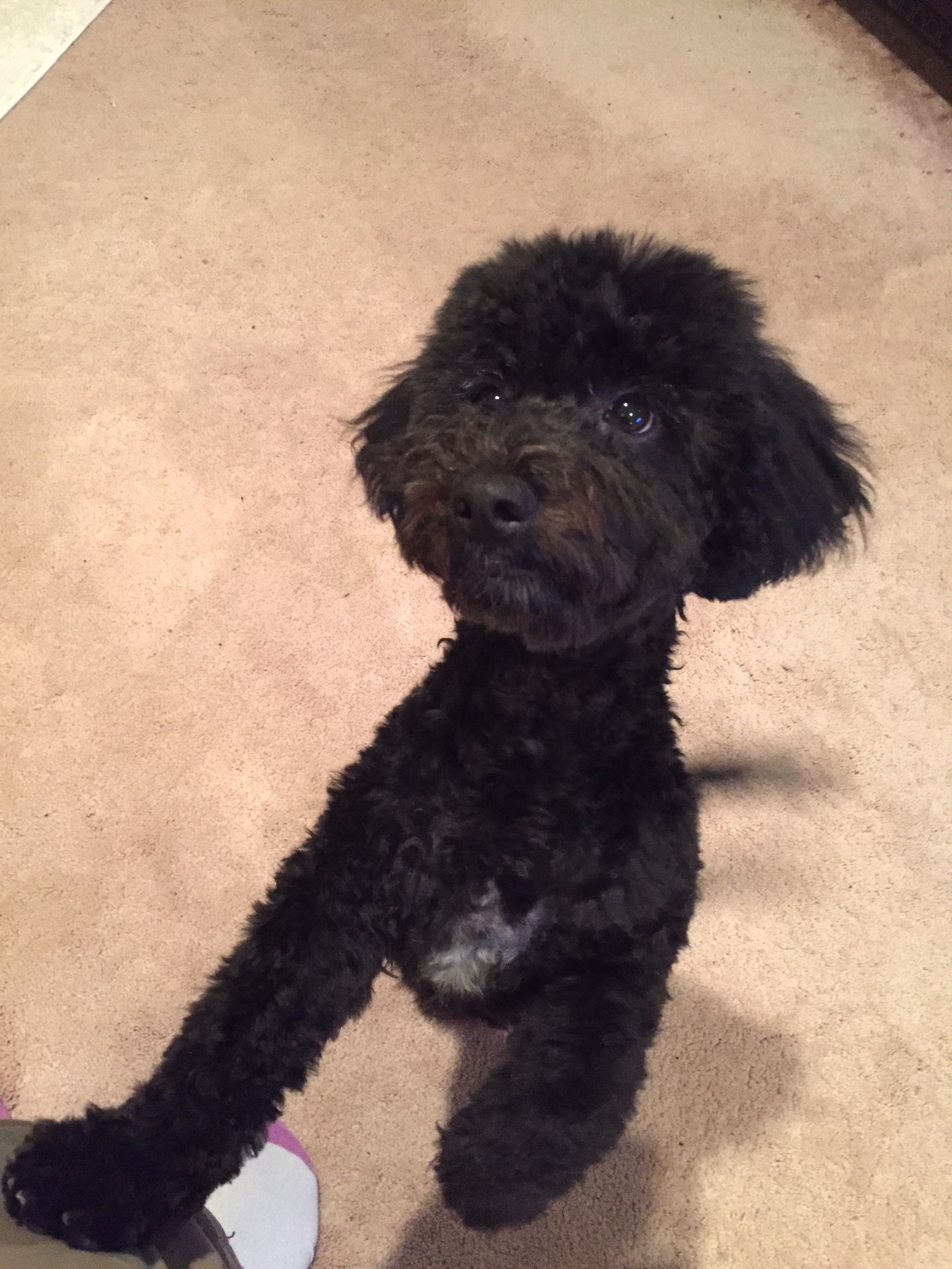 Black Bichon /Poodle 1 and a half years old - Stud Dog in Delaware ...