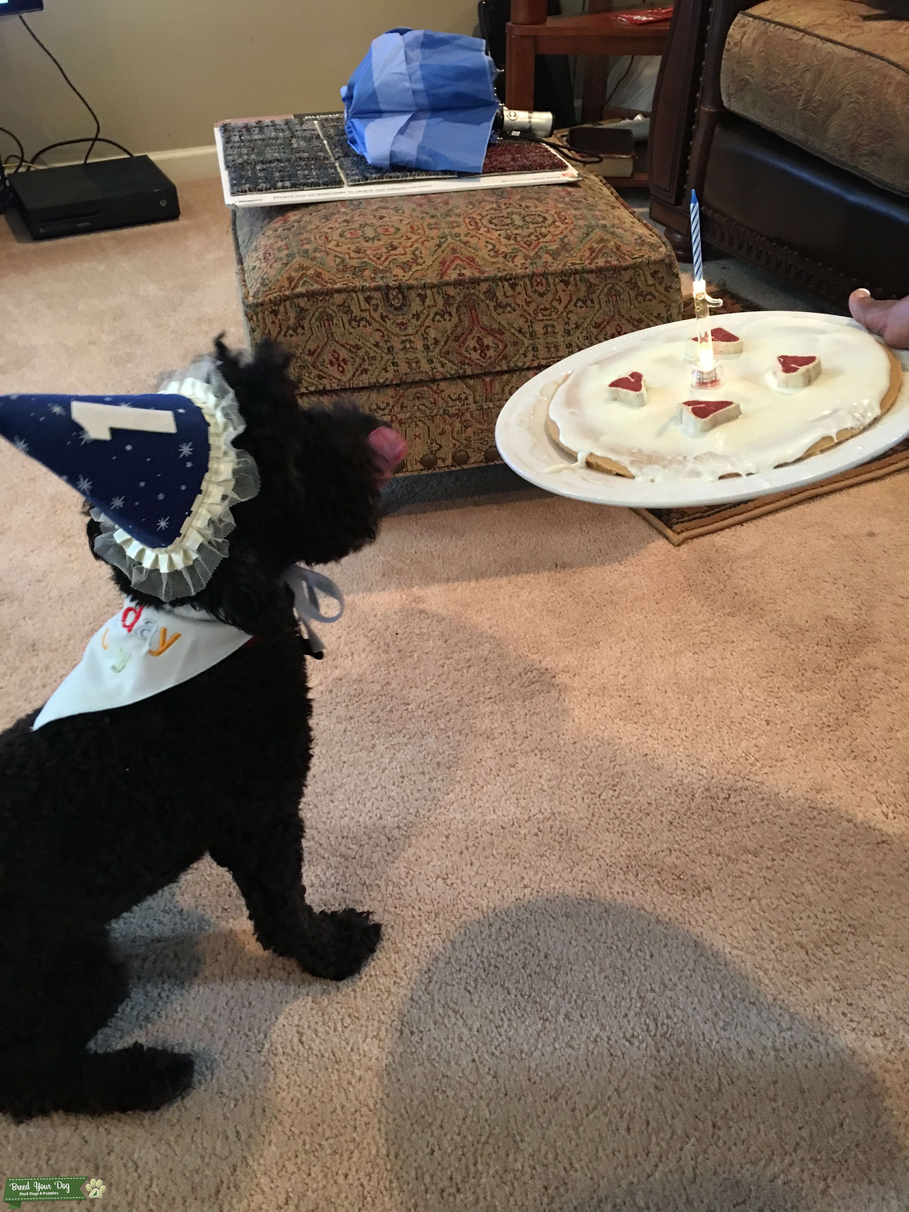 Black Bichon /Poodle 1 and a half years old - Stud Dog in Delaware ...