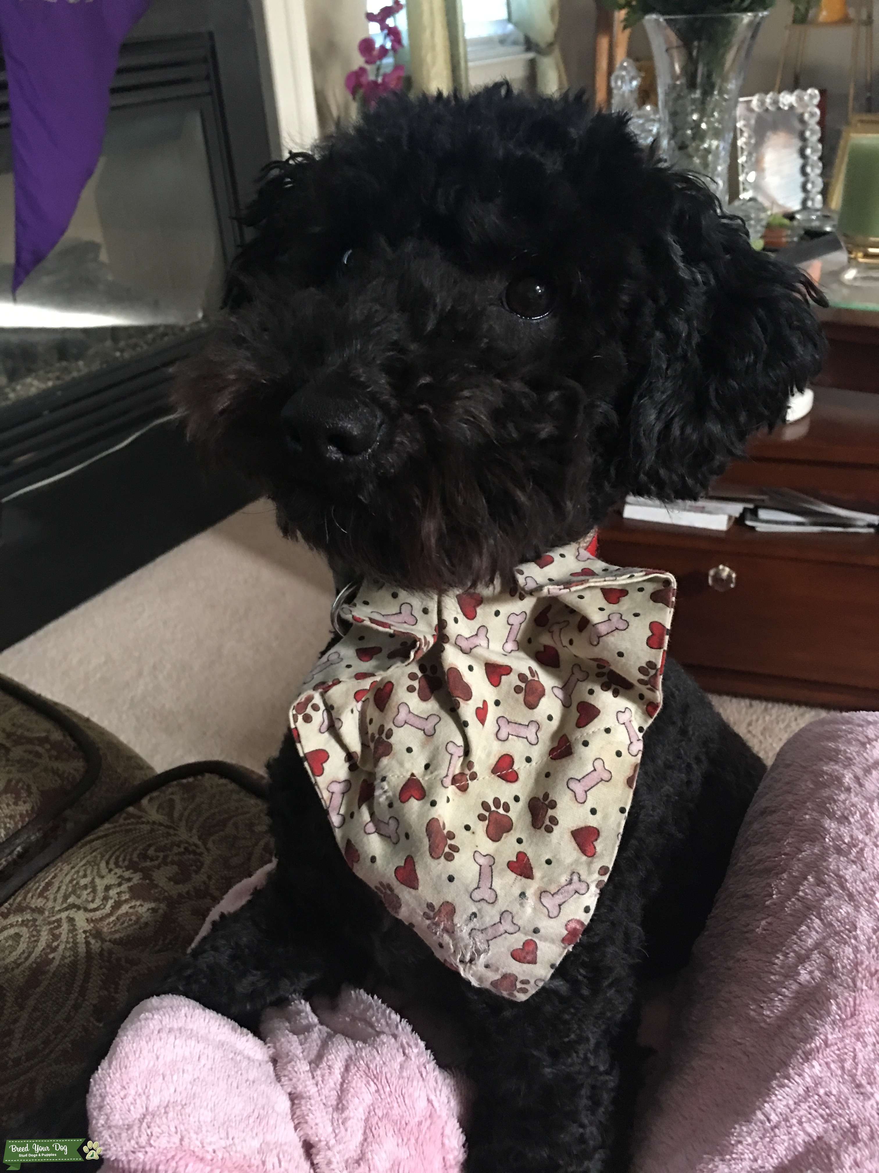 Black Bichon /Poodle 1 and a half years old - Stud Dog Delaware - Breed ...