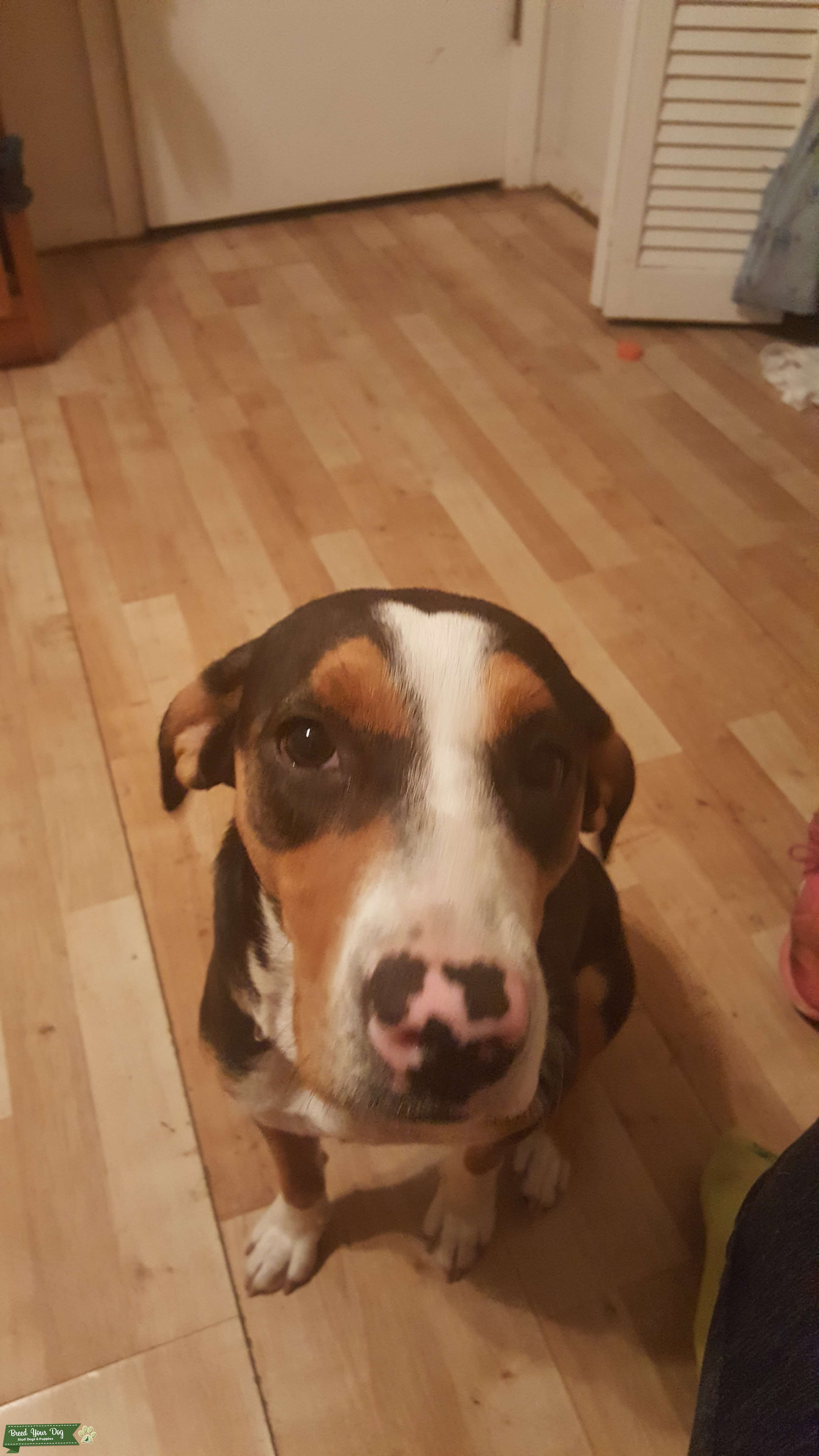 Corky mutt female looking for a boyfriend - Stud Dog Florida - Breed ...