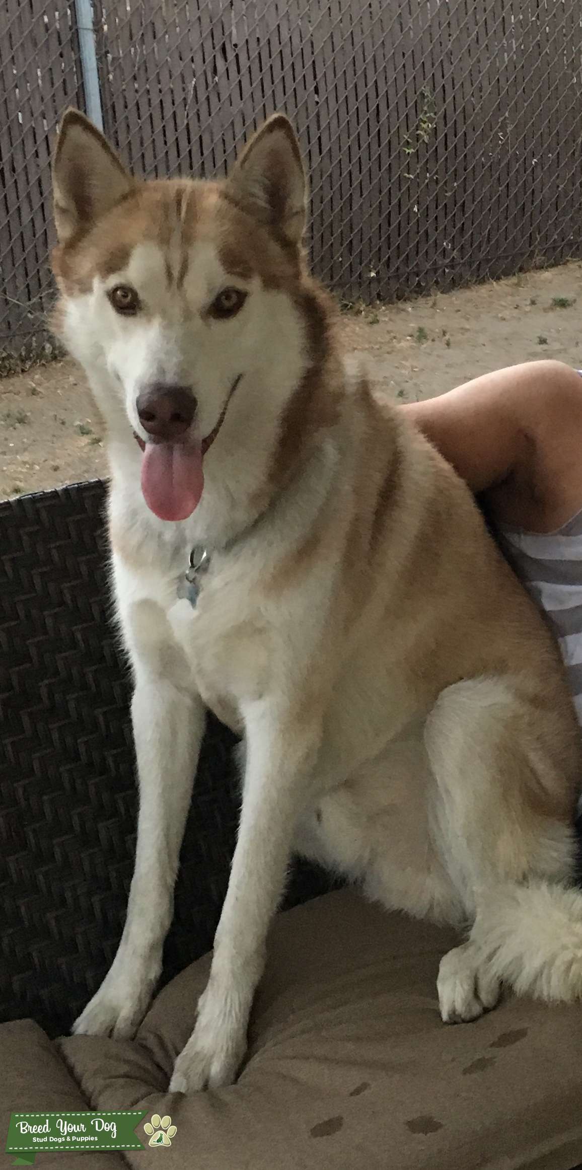 Siberian husky stud - Stud Dog in SF valley, United States | Breed Your Dog