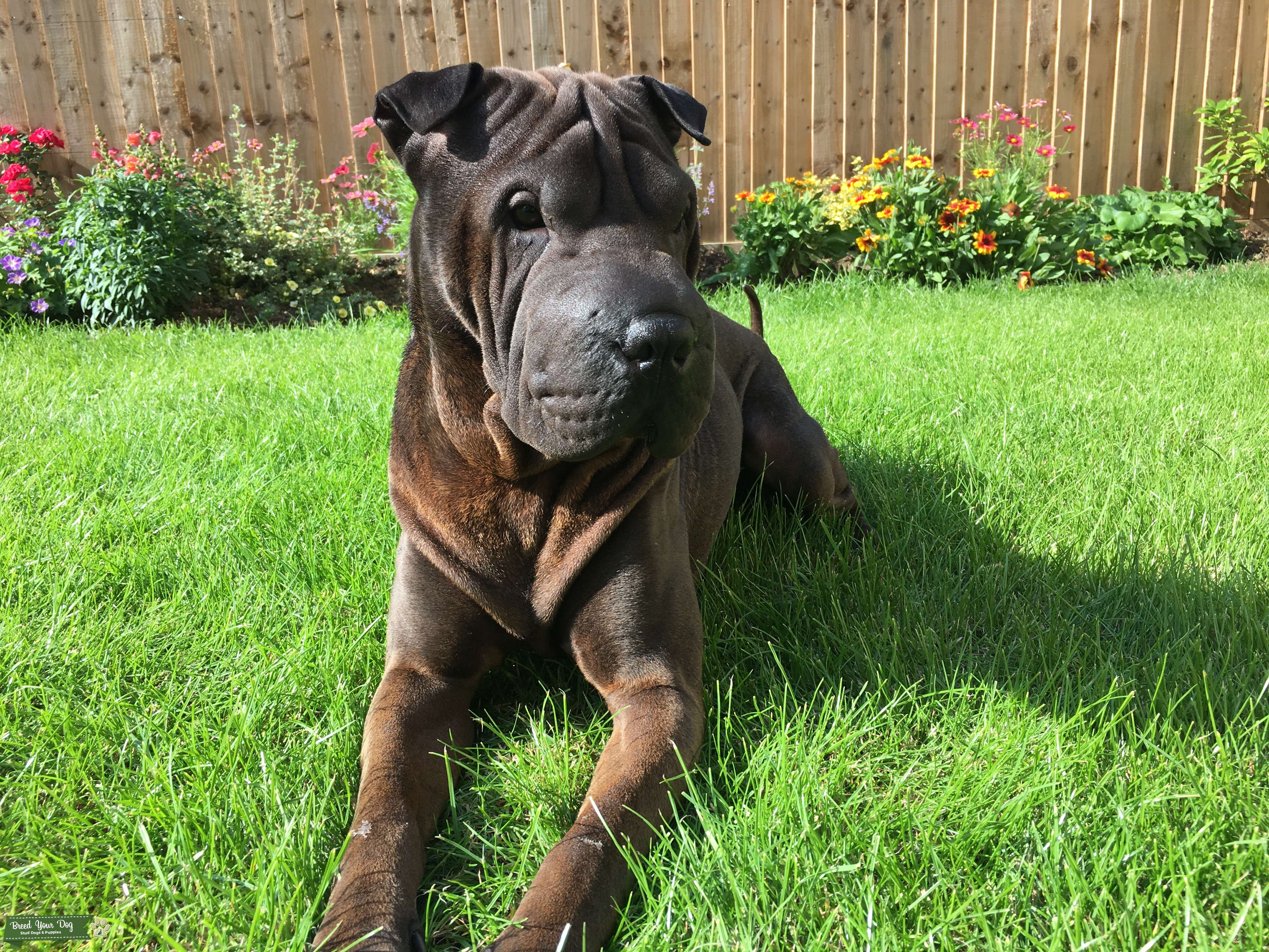 Beautiful blue Shar Pei for Stud - Stud Dog in Kent , the United States ...