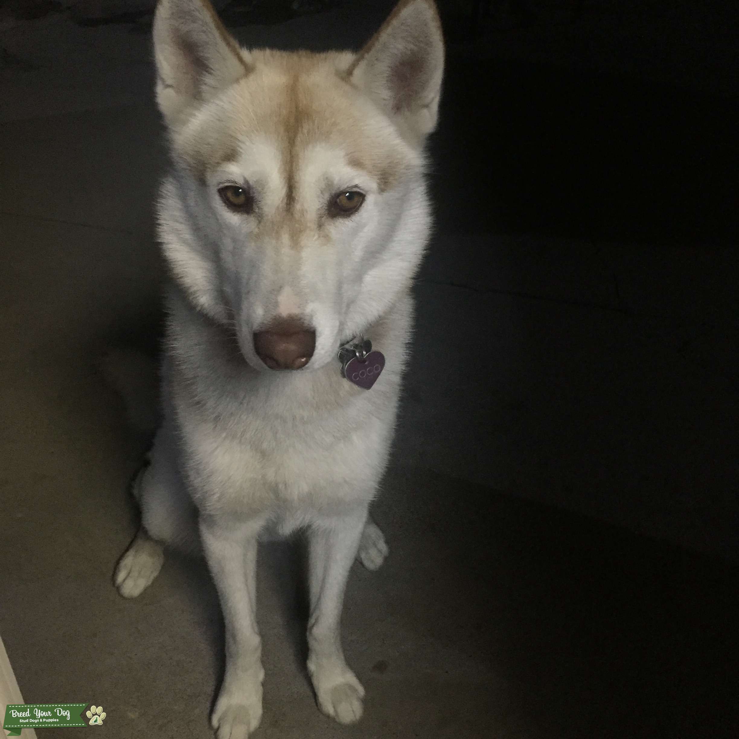 Beautiful Siberian Husky full breed - Stud Dog in Long Beach , the ...