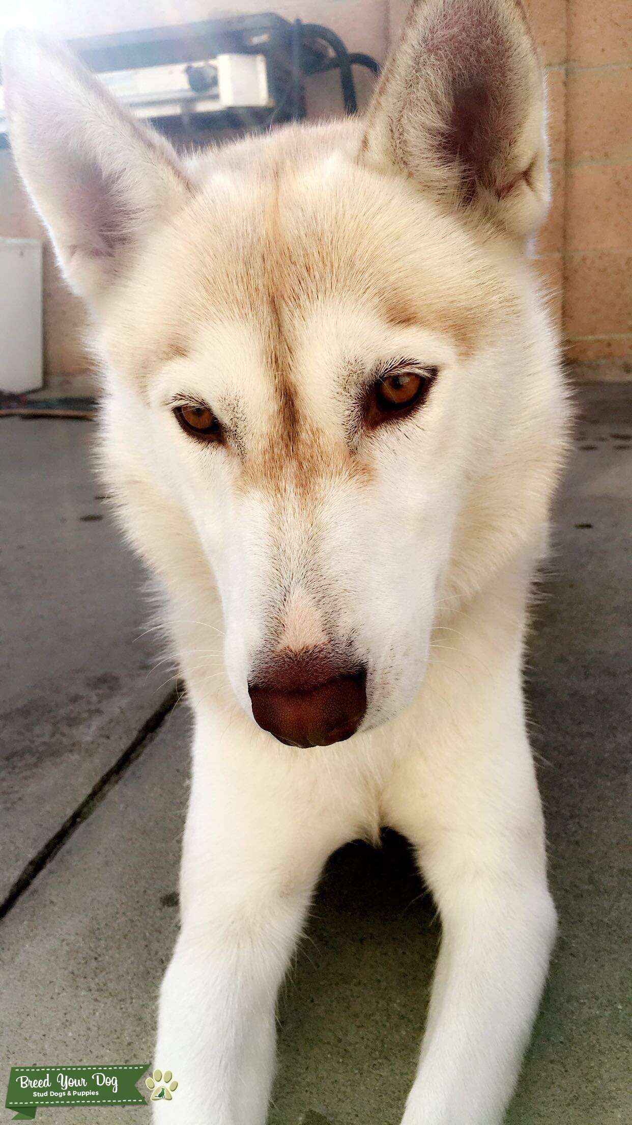 Beautiful Siberian Husky full breed - Stud Dog in Long Beach , the ...