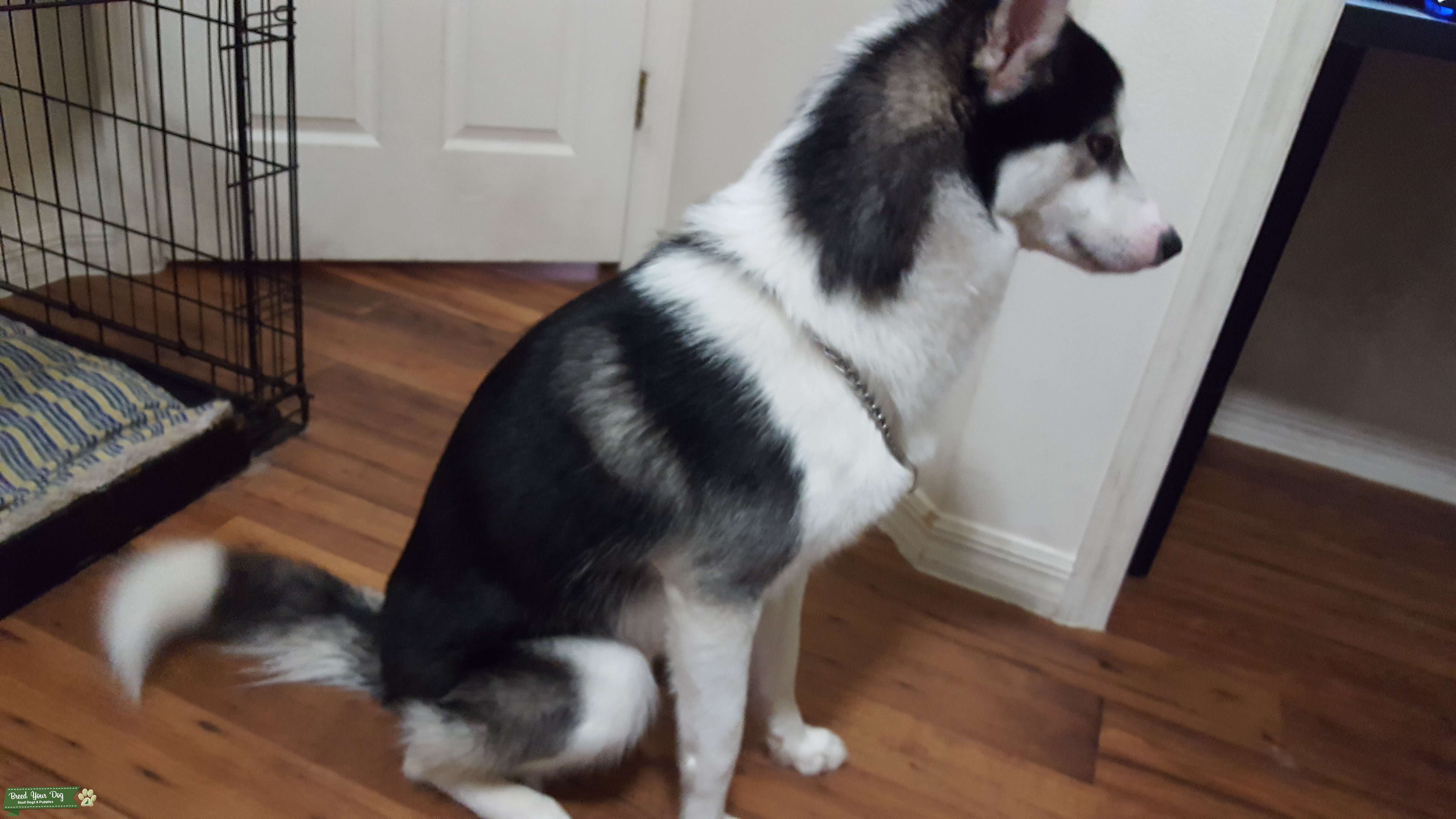 Siberian Husky Male - Stud Dog United states, FL - Breed Your Dog