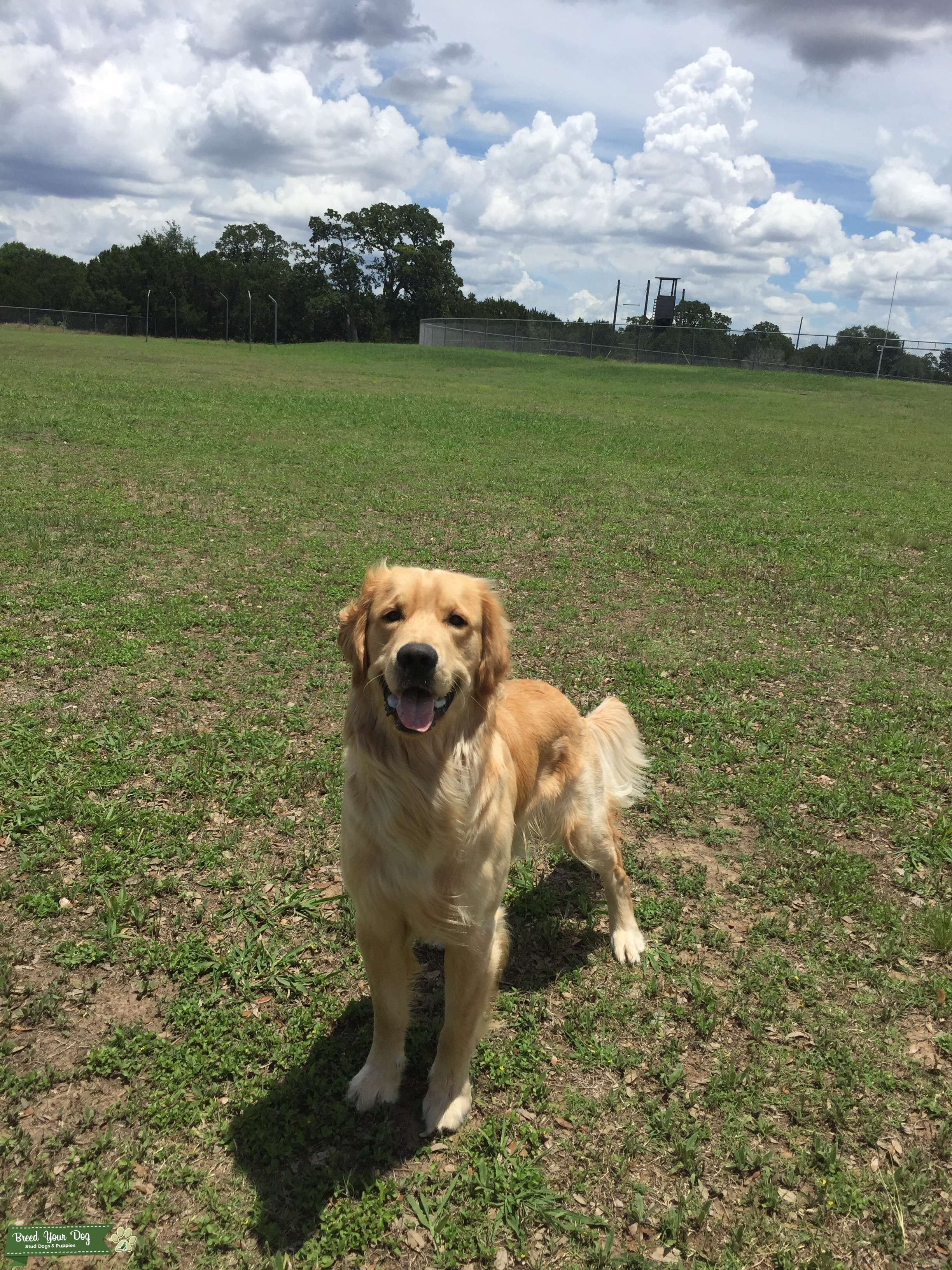 Stud Golden Retriever - Stud Dog in Austin, United States | Breed Your Dog