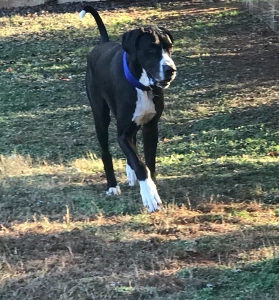 Stud Dogs and Puppies | Find a Stud Dog | Breed Your Dog