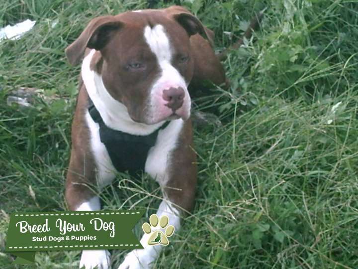 Red Brindle Staff - Stud Dog in Connecticut, United States | Breed Your Dog