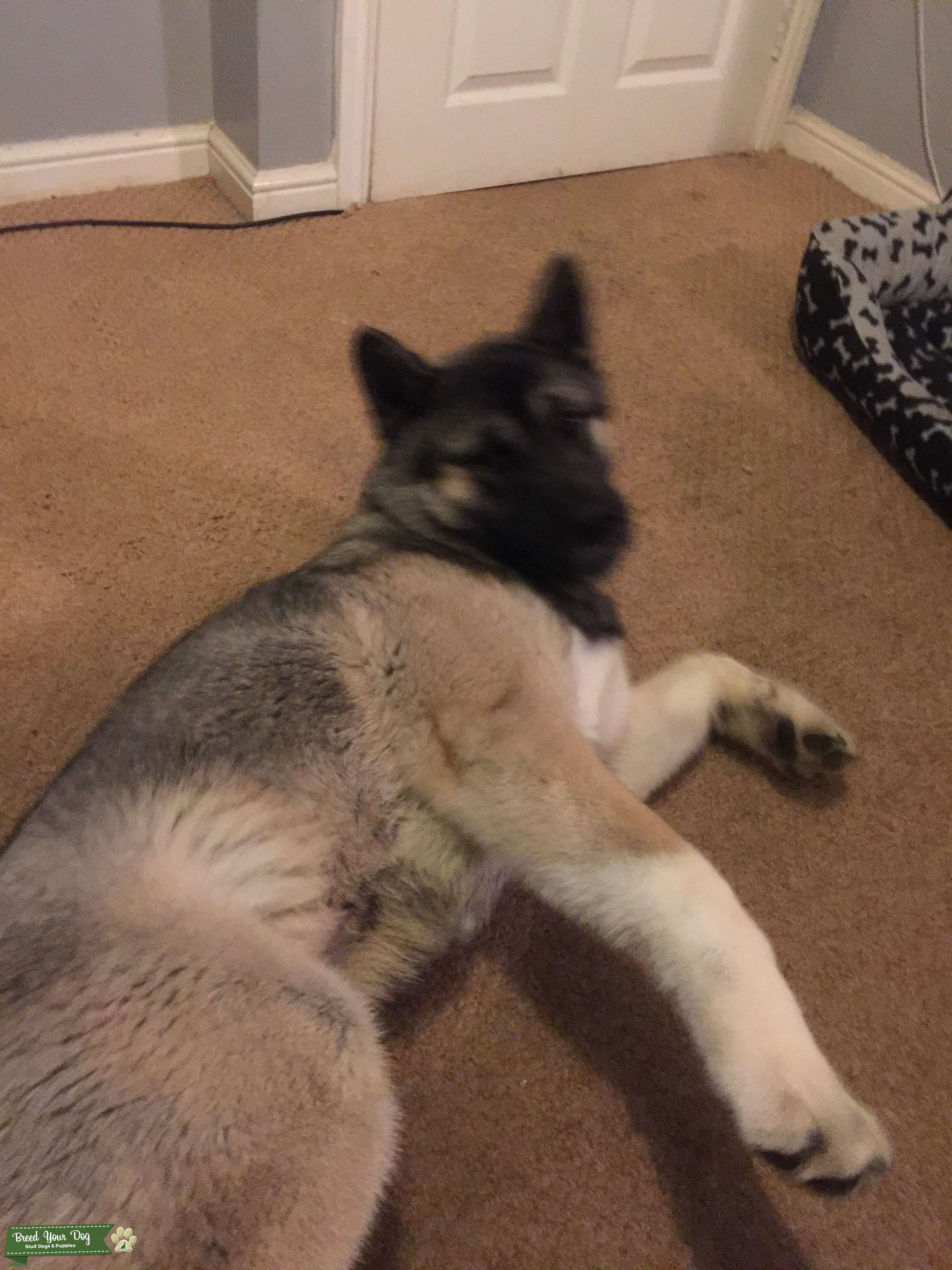 Male Akita for Breeding - Stud Dog in West Yorkshire , the United ...