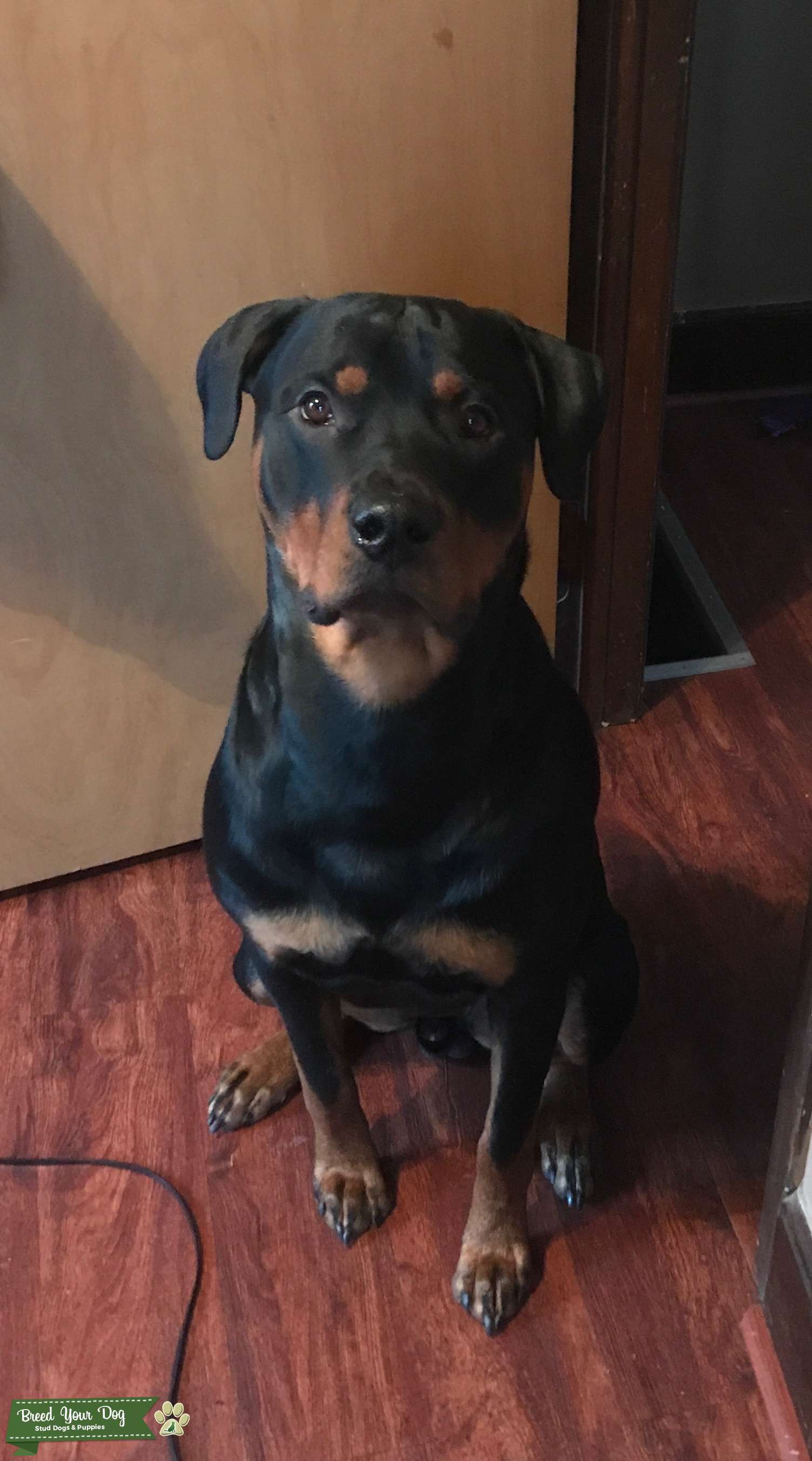 Strong Male Rottweiler Stud - Stud Dog in Cleveland, the United States ...