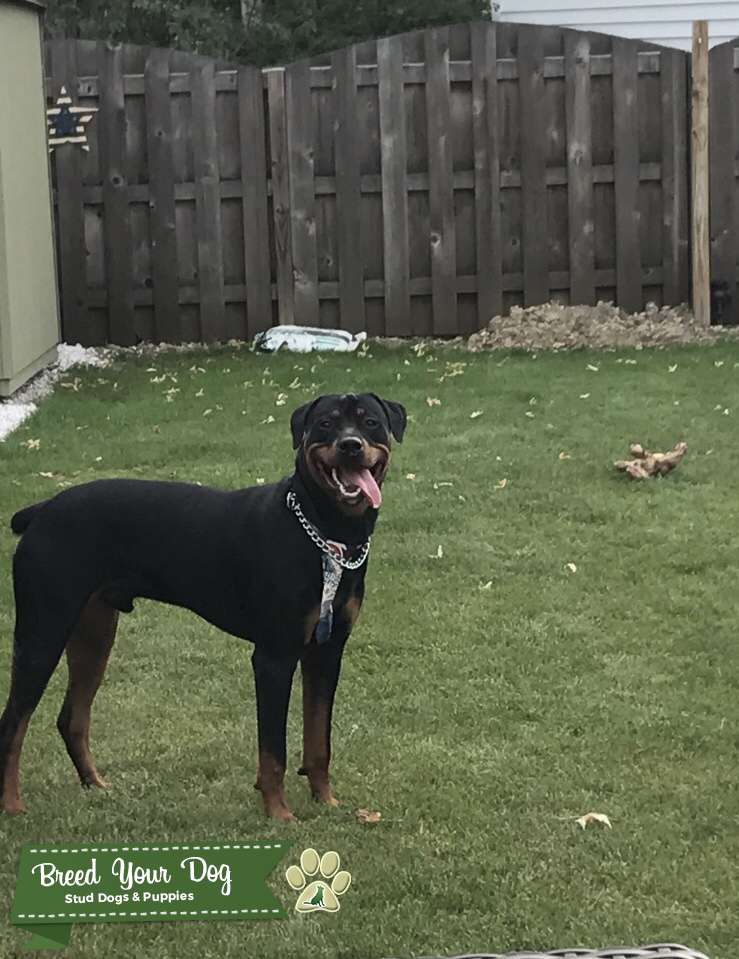 Strong Male Rottweiler Stud - Stud Dog in Cleveland, the United States ...