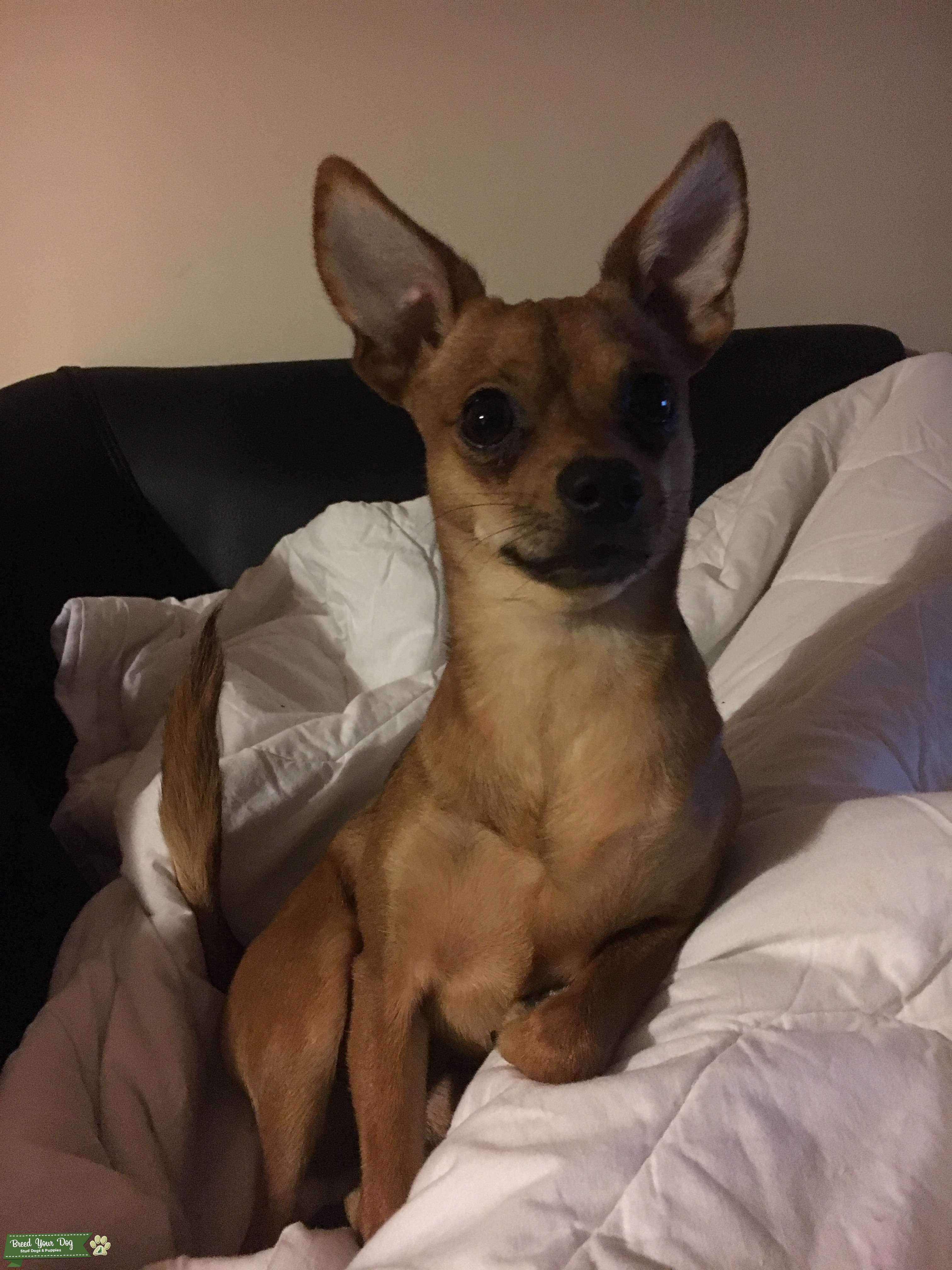 Stud looking for female - Stud Dog in Birmingham, the United States ...