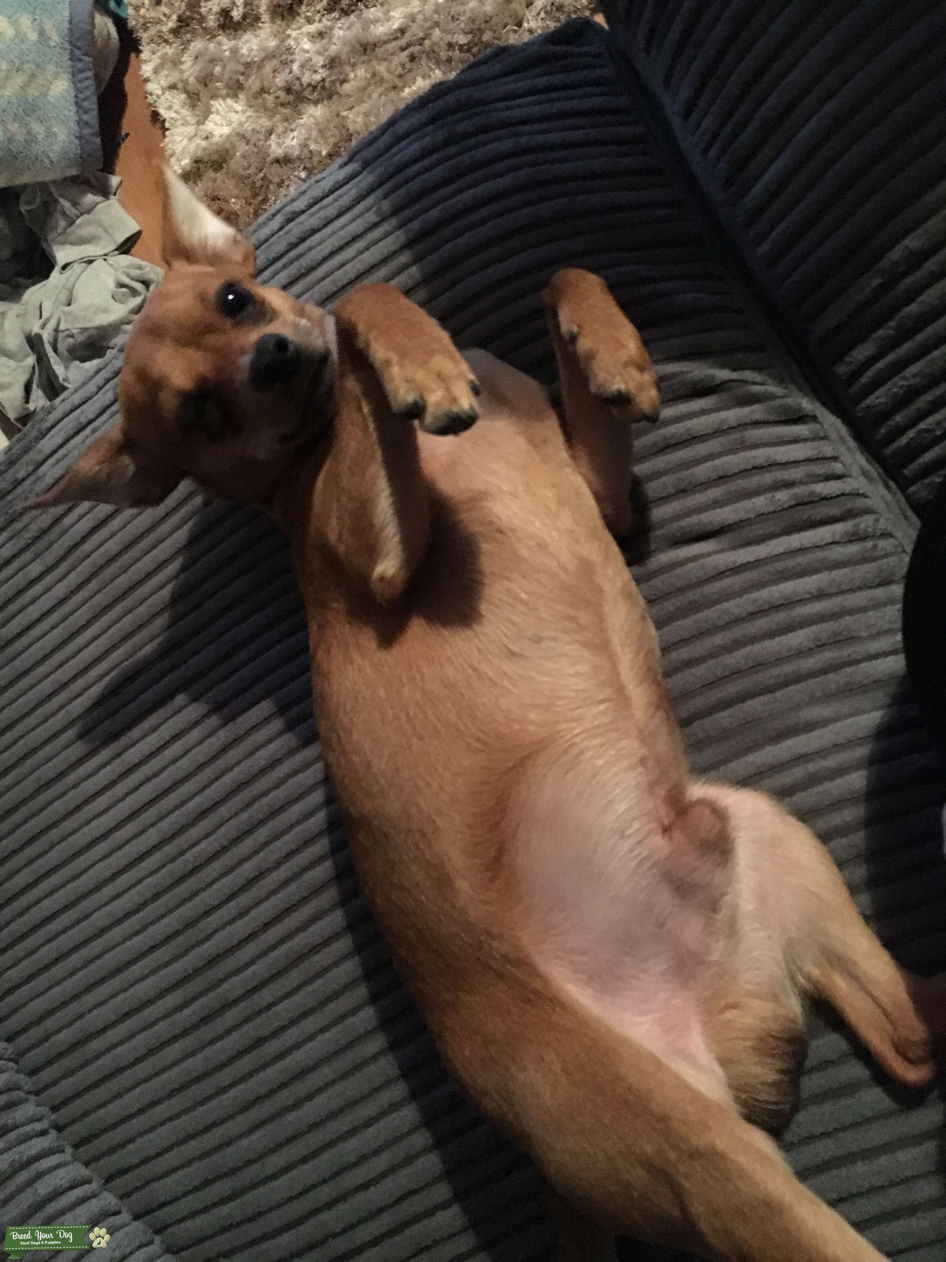 Stud looking for female - Stud Dog in Birmingham, the United States ...