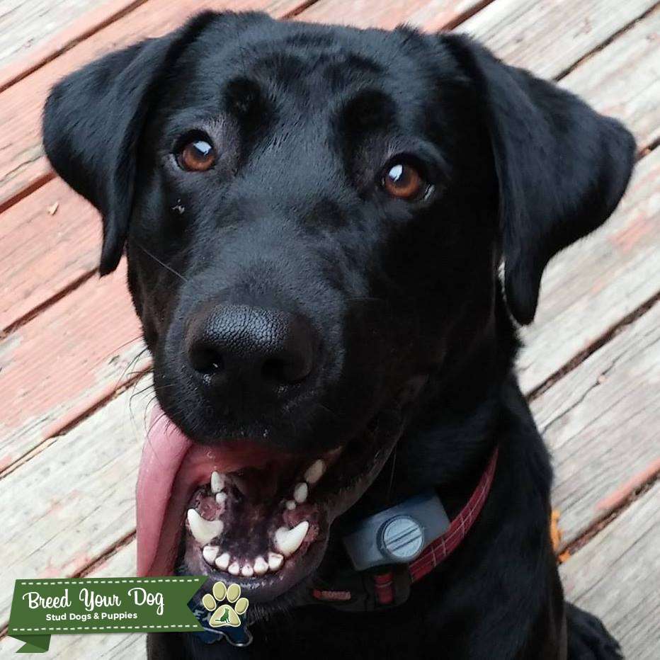 Black Labrador retriever, happy, loving, gentle and playful, well ...