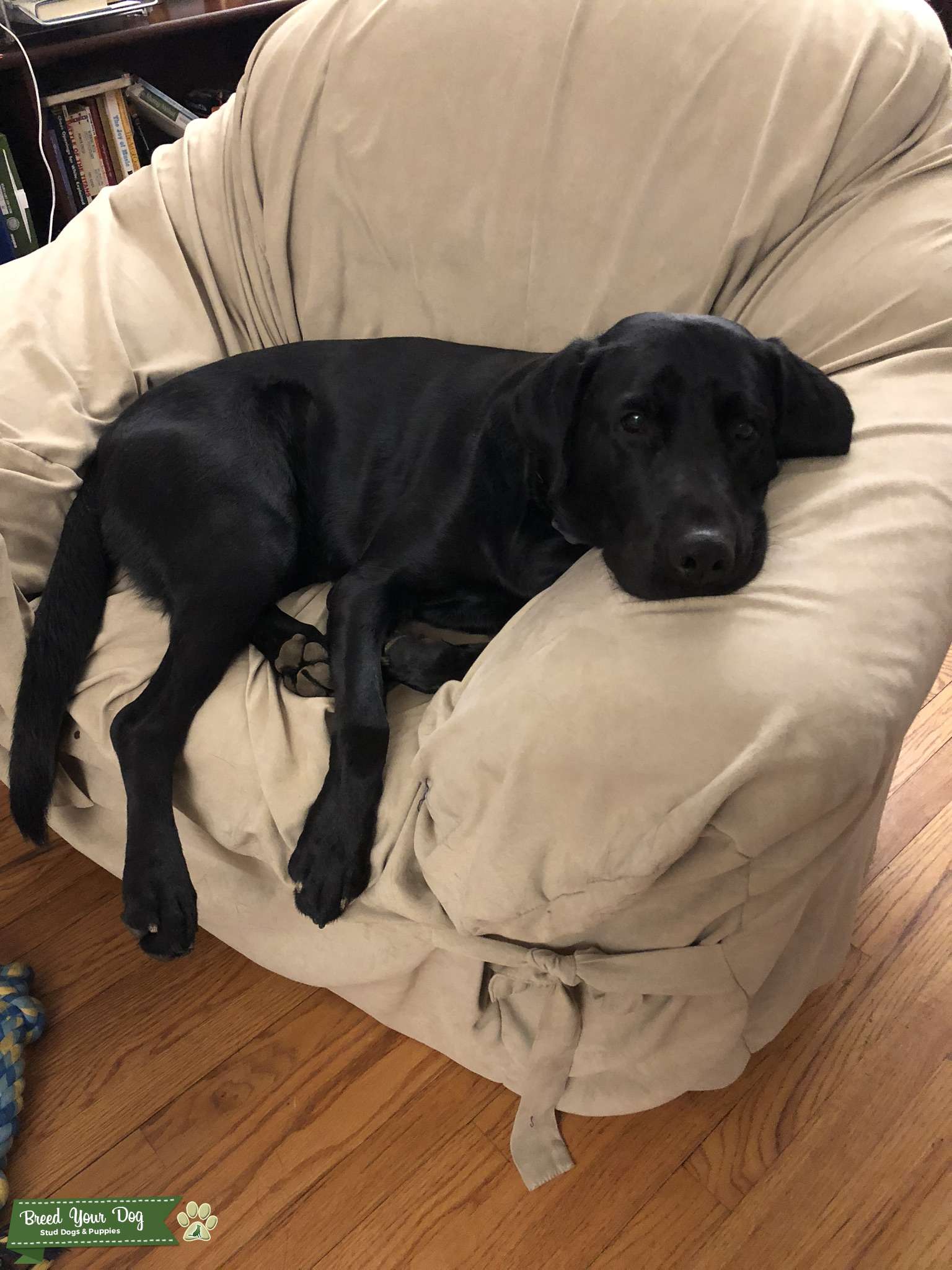 Black Labrador retriever, happy, loving, gentle and playful, well ...