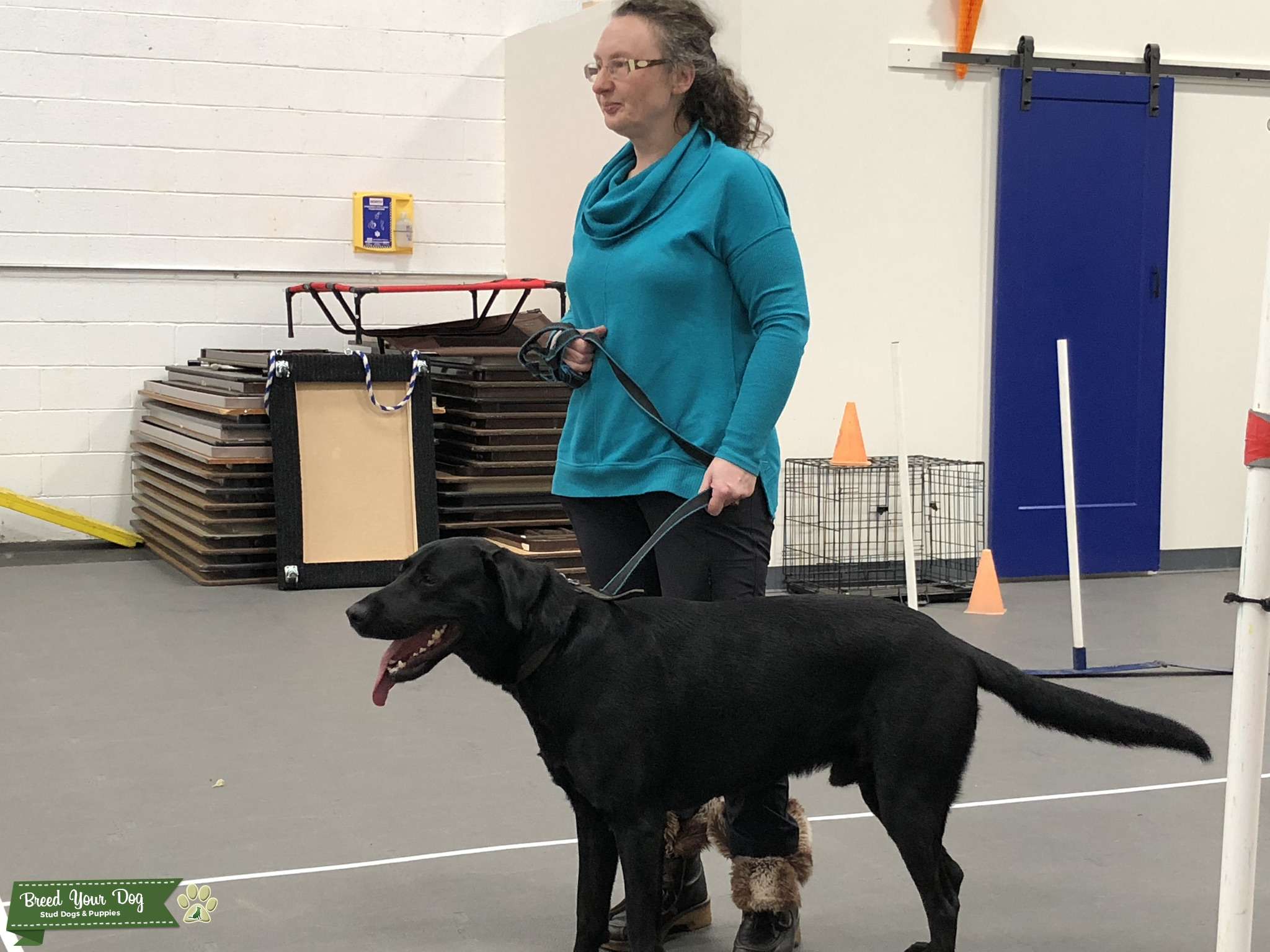 Black Labrador retriever, happy, loving, gentle and playful, well ...
