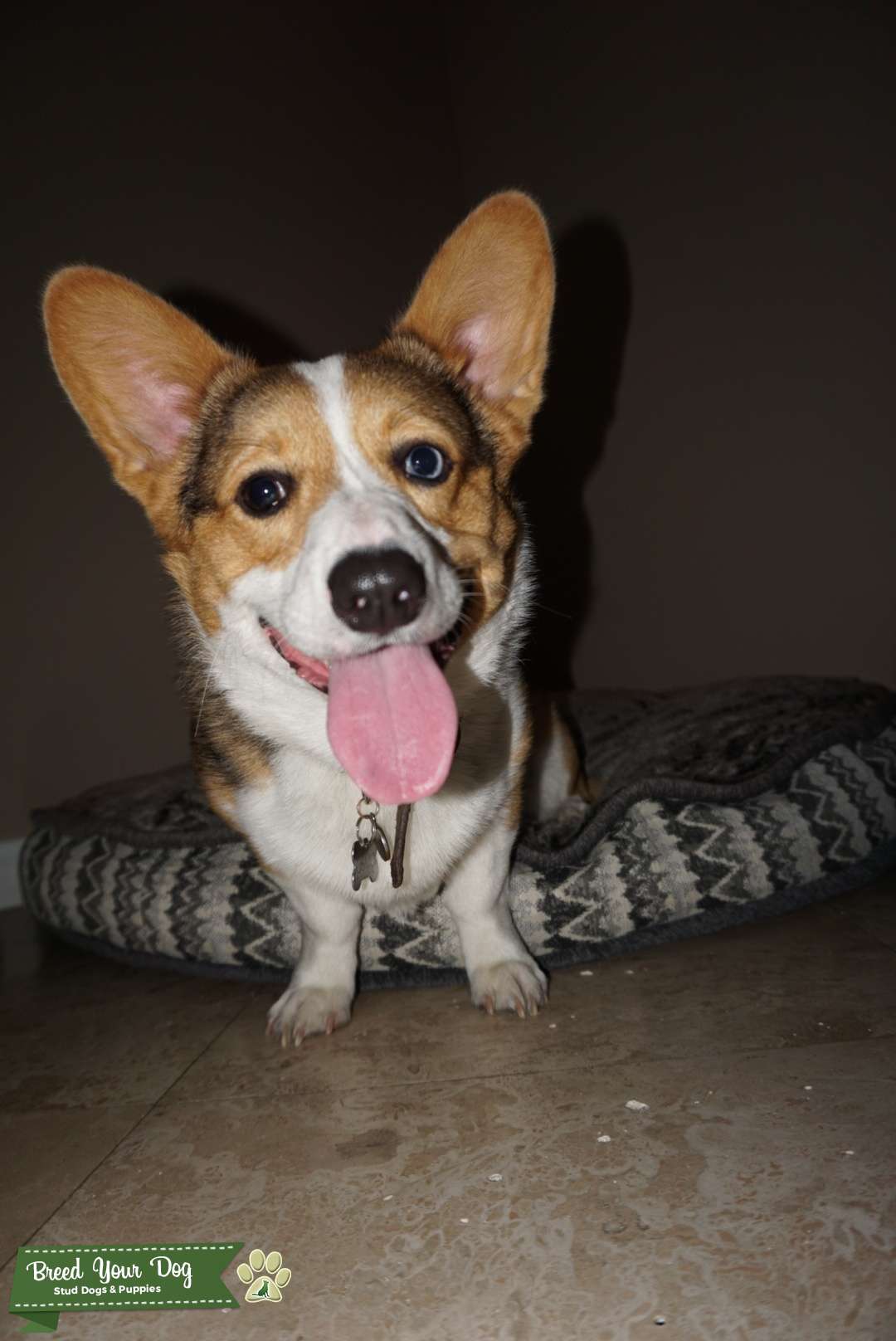 Pembroke welse Merle corgi stud - Stud Dog in San Diego , the United ...