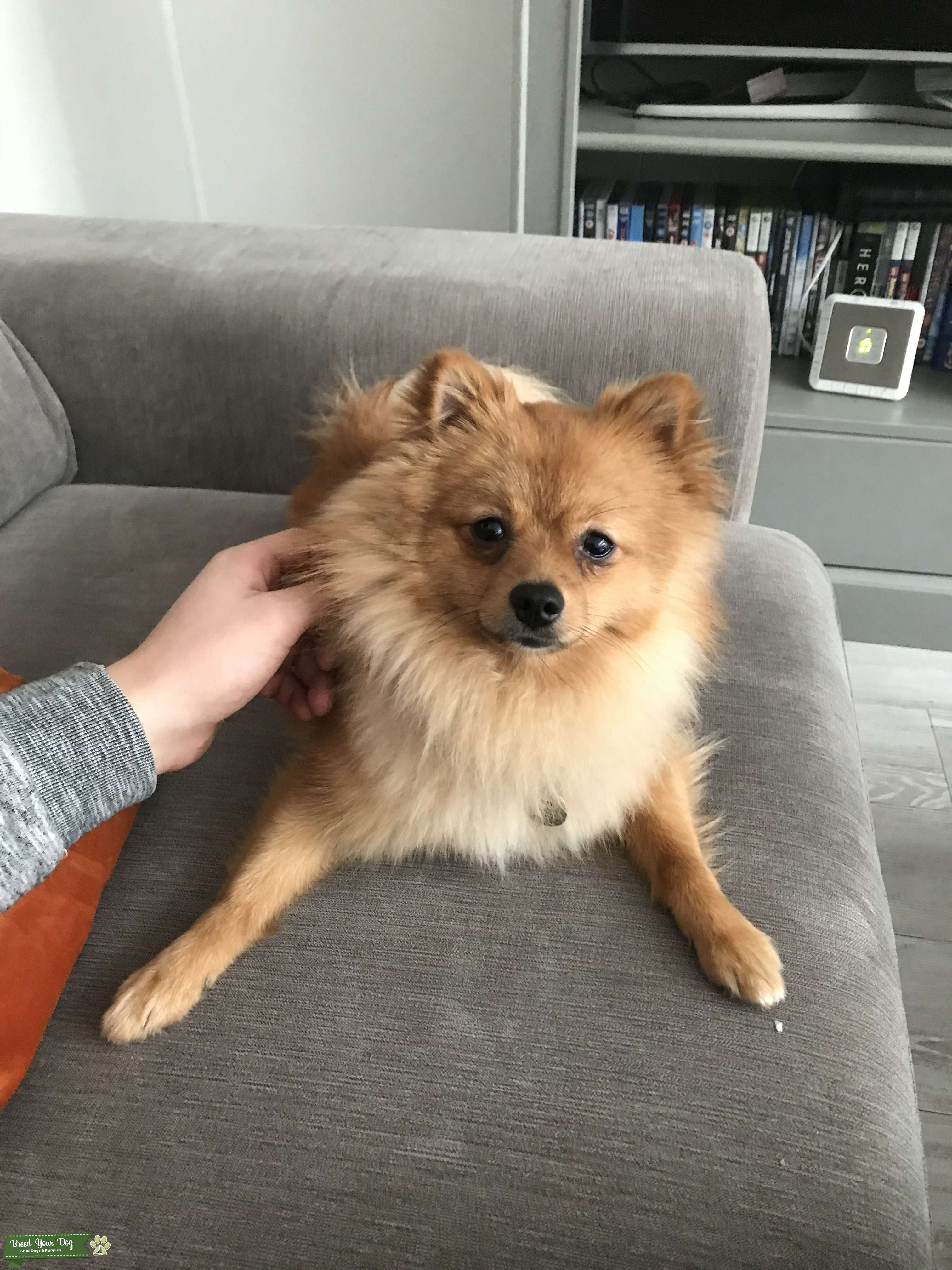 Pomeranian - Stud Dog in London, the United States | Breed Your Dog