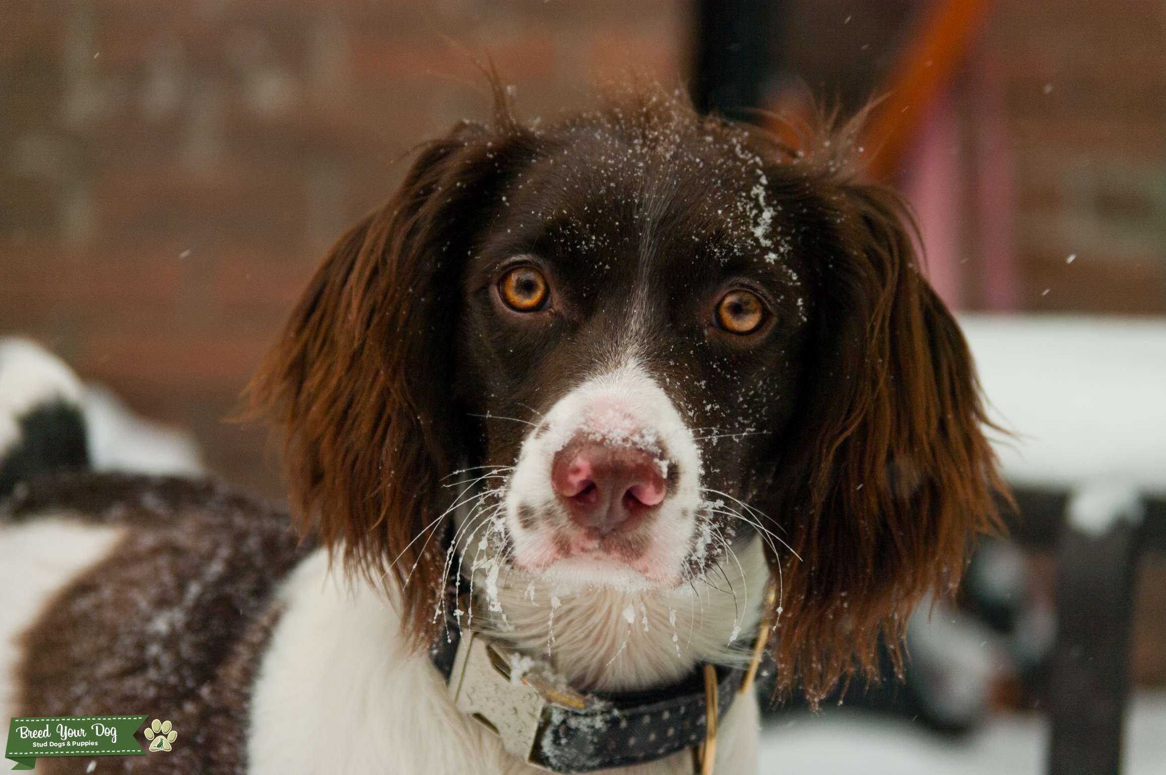 Female Springer Spaniel Looking for STUD - Stud Dog in Peterborough ...