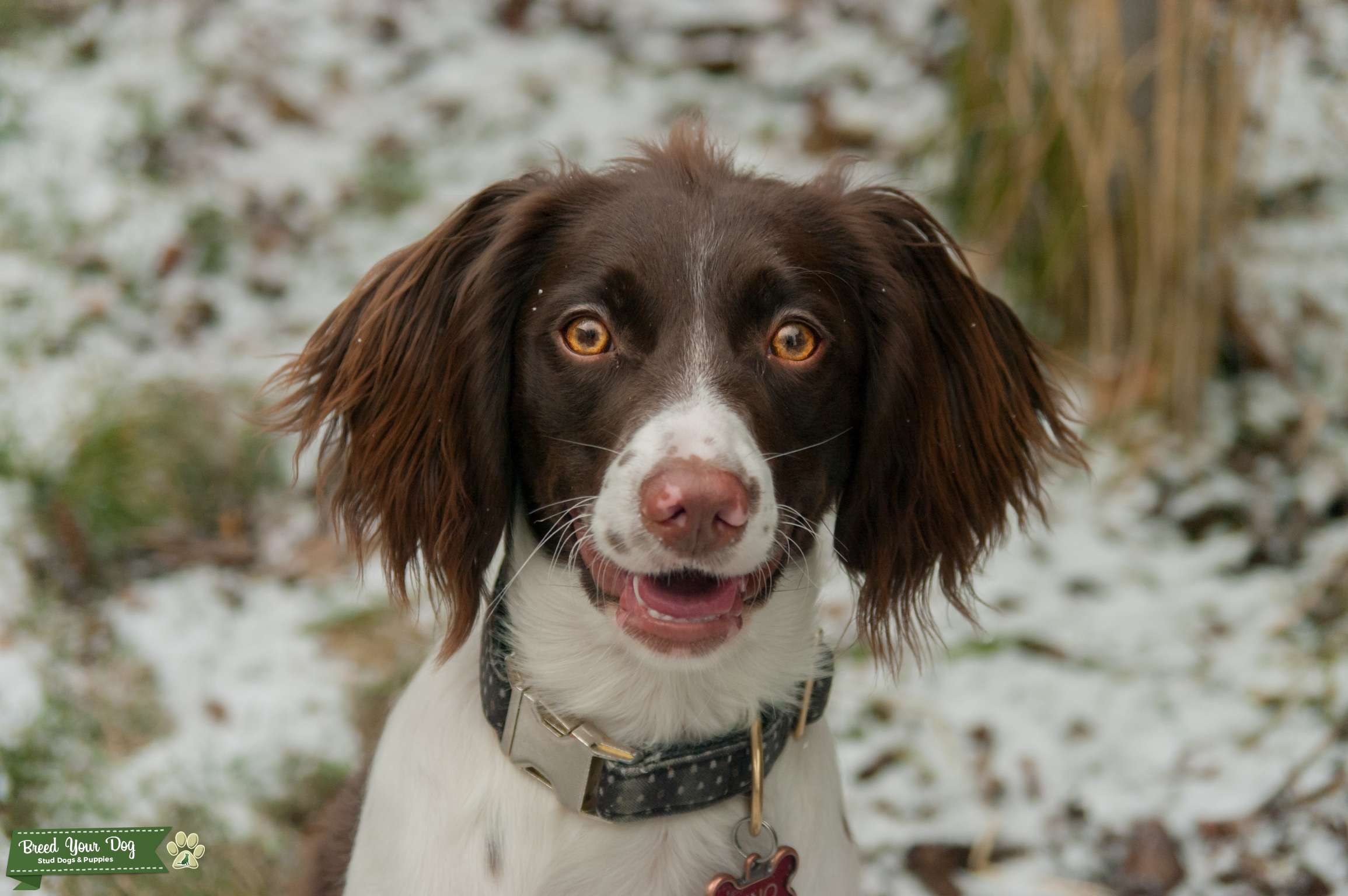 Female Springer Spaniel Looking for STUD - Stud Dog Peterborough ...