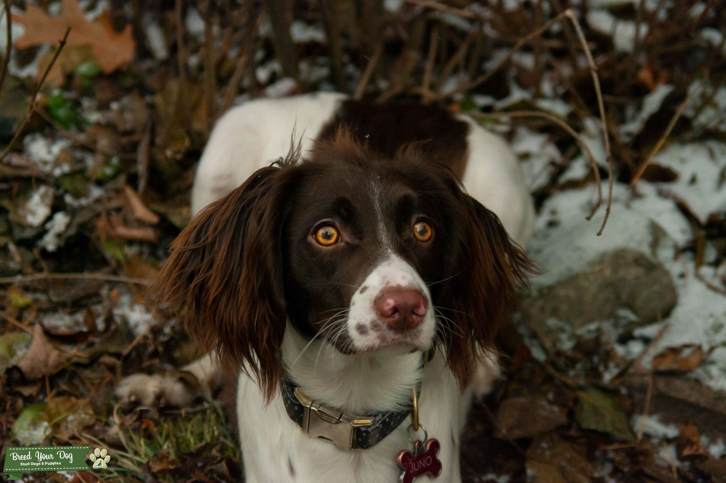 Female Springer Spaniel Looking for STUD - Stud Dog in Peterborough ...