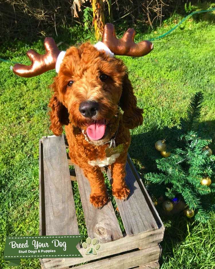 Male Spoodle - Stud Dog Cudgen - Breed Your Dog