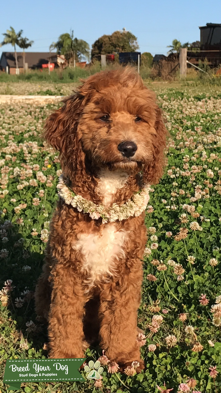 Male Spoodle - Stud Dog Cudgen - Breed Your Dog
