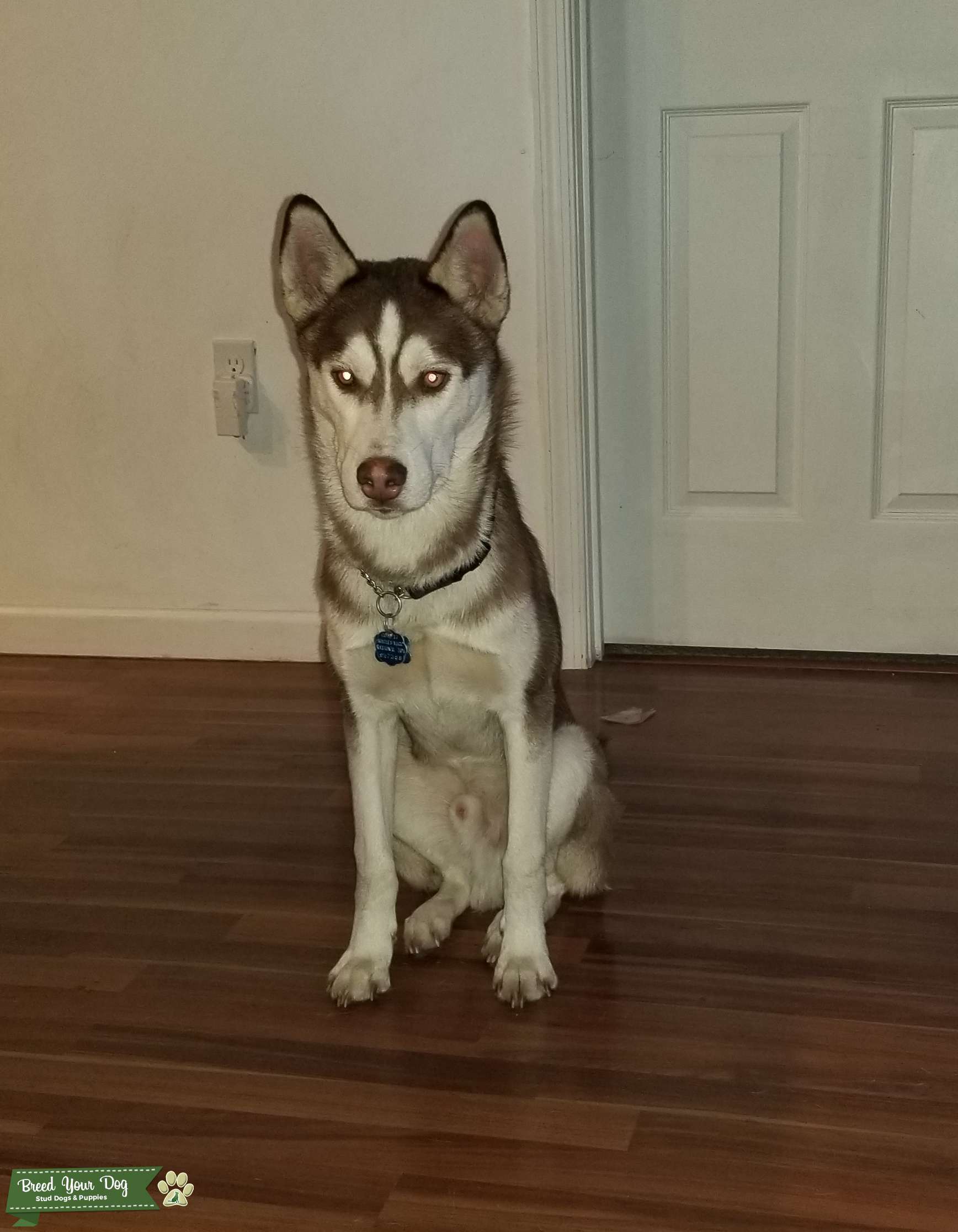 Stud pure bred Akc Registered husky - Stud Dog in VA, United States ...