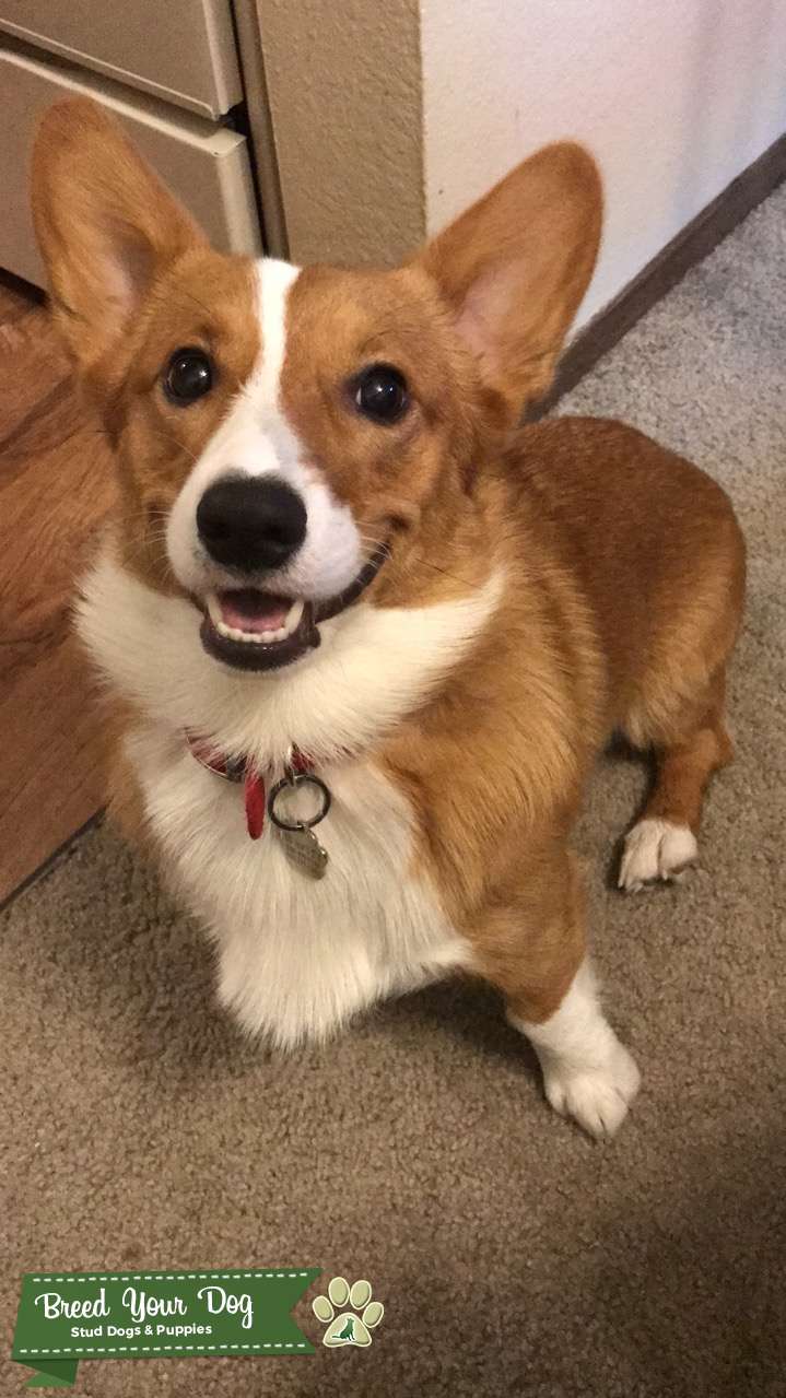 Stud Dog - Stud dog - Breed Your Dog