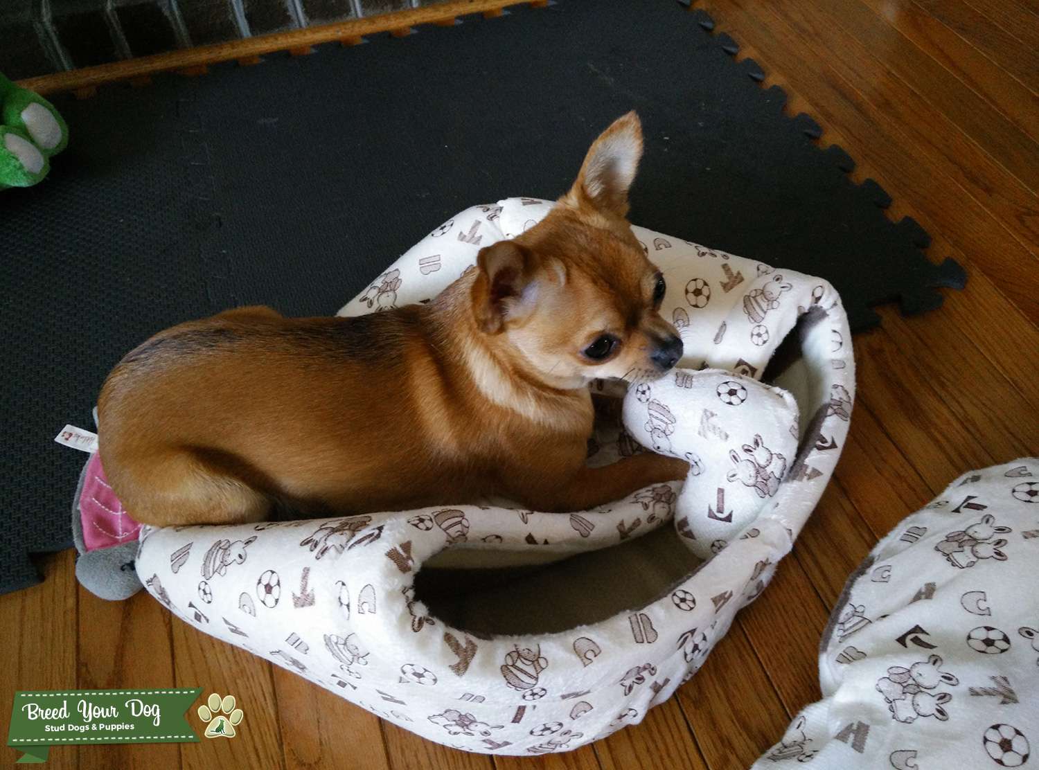 Chihuahua - Male - Tan Color - Stud Dog in MD, the United States ...