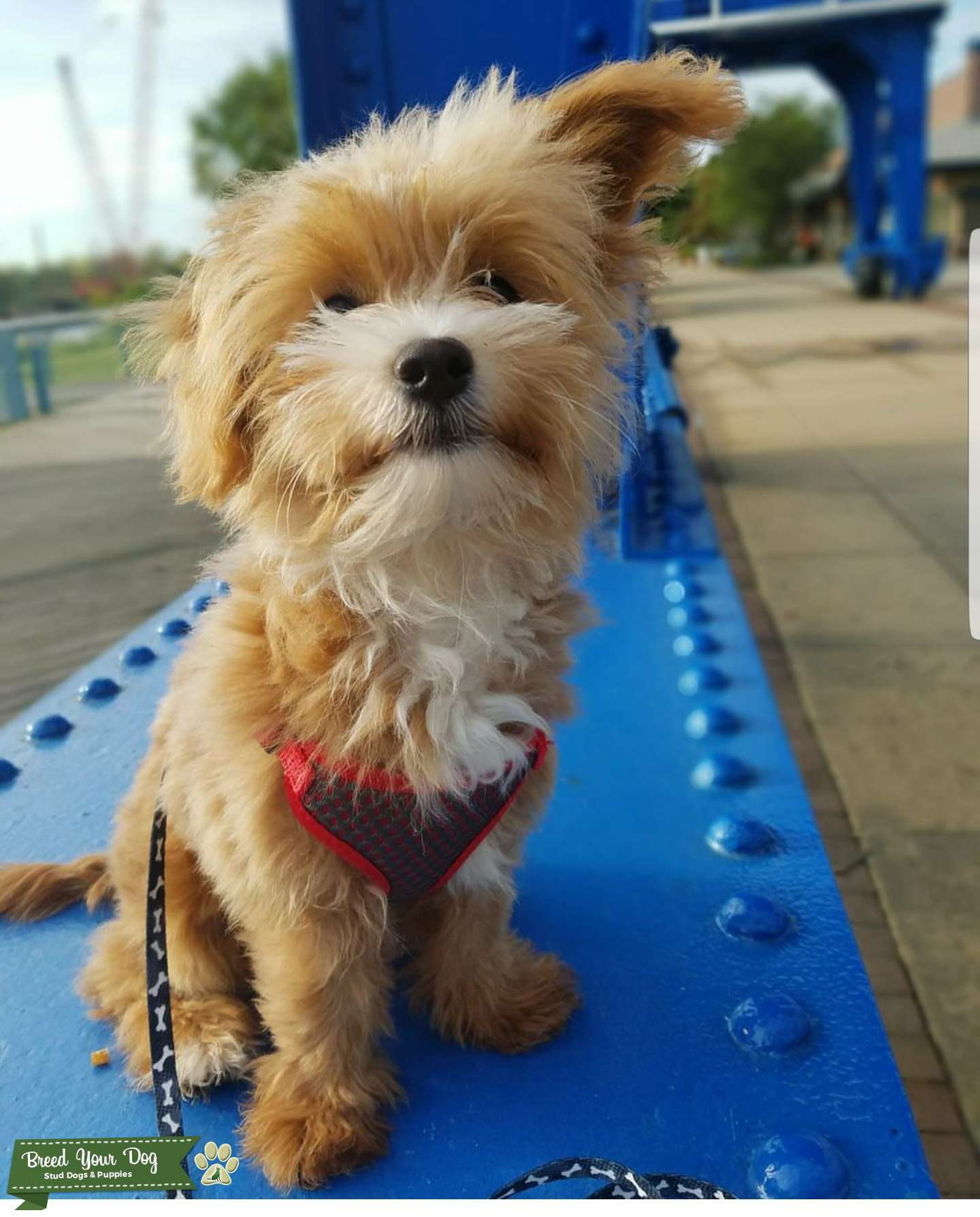 Chi - poo Teddy Bear - Stud Dog in East Coast , the United States ...