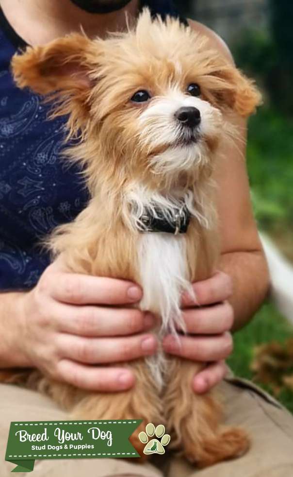 Chi - poo Teddy Bear - Stud Dog in East Coast , the United States ...