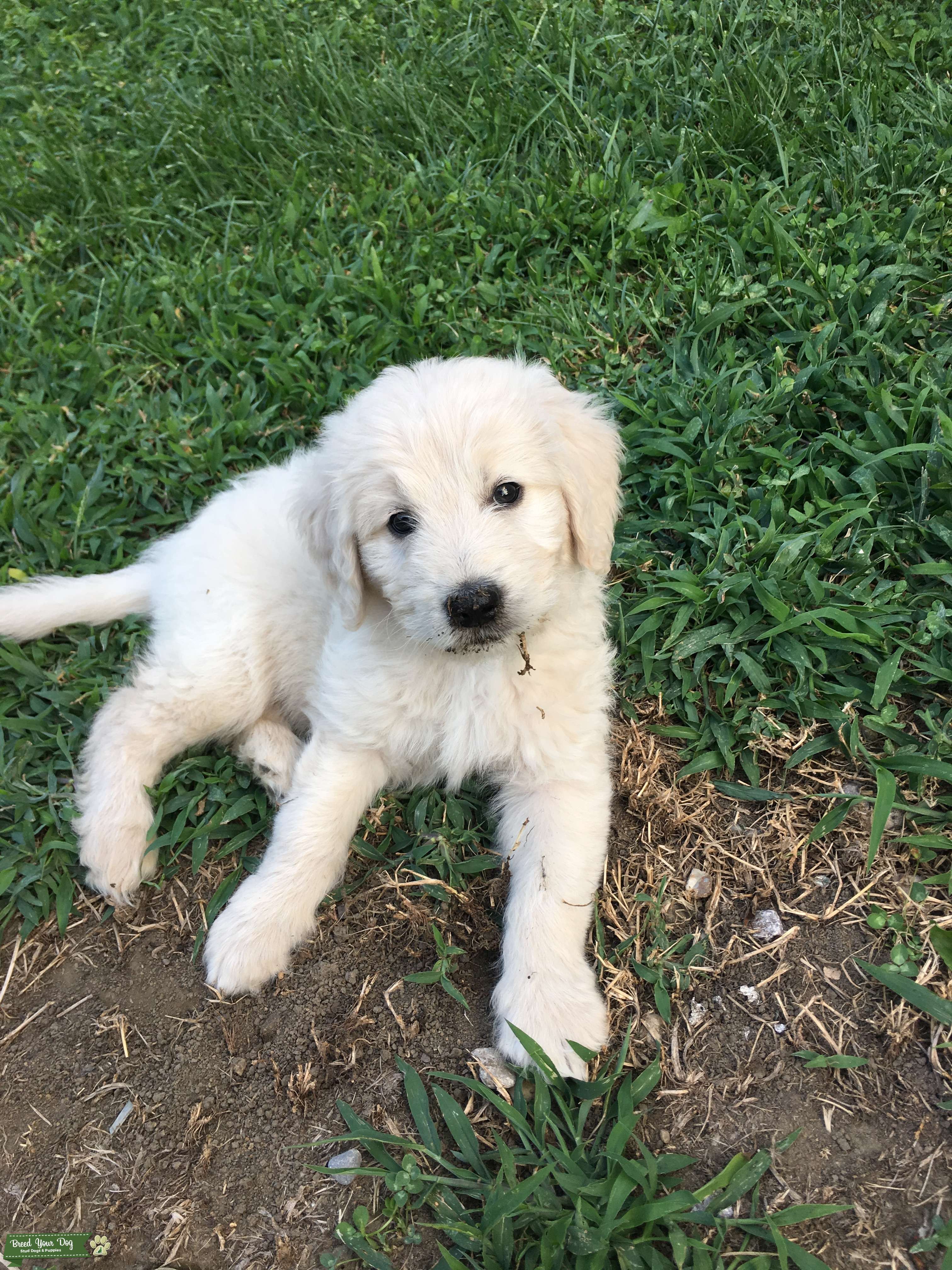 Beautiful F1 Cream Goldendoodle - Stud Dog in Campbell County, United ...